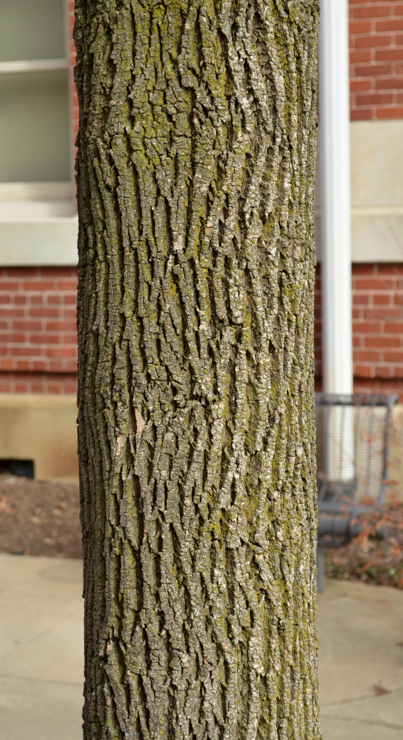 Fraxinus americana ‘Rosehill’ – Purdue Arboretum Explorer