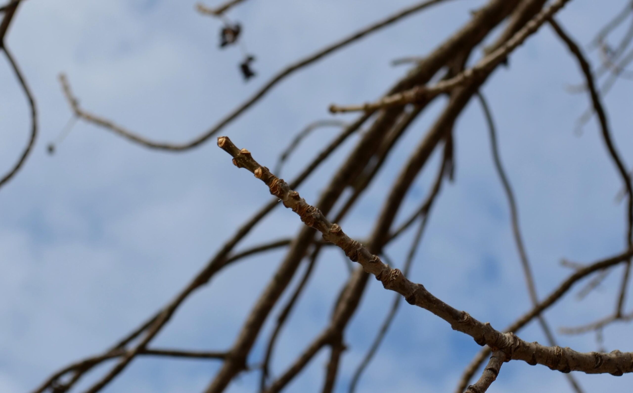 Fraxinus americana ‘Rosehill’ – Purdue Arboretum Explorer