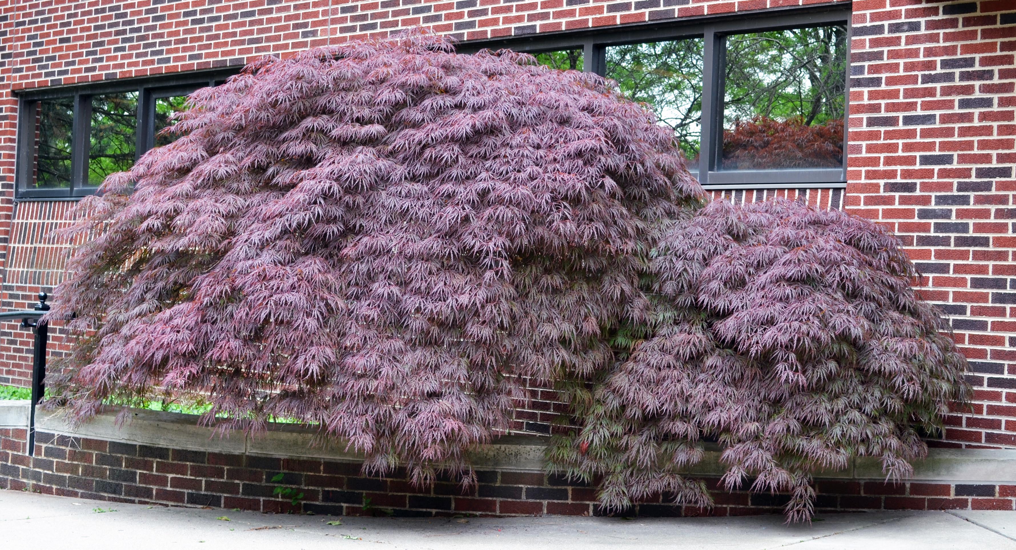 Acer palmatum var. dissectum atropurpureum ‘Ever Red’ – Purdue ...