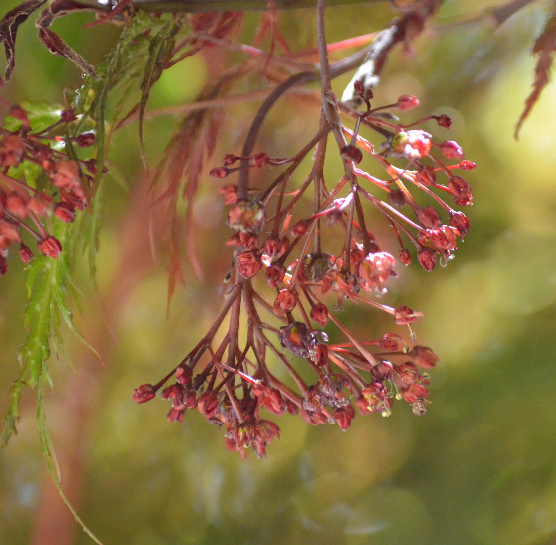 Acer palmatum var. dissectum atropurpureum ‘Ever Red’ – Purdue ...