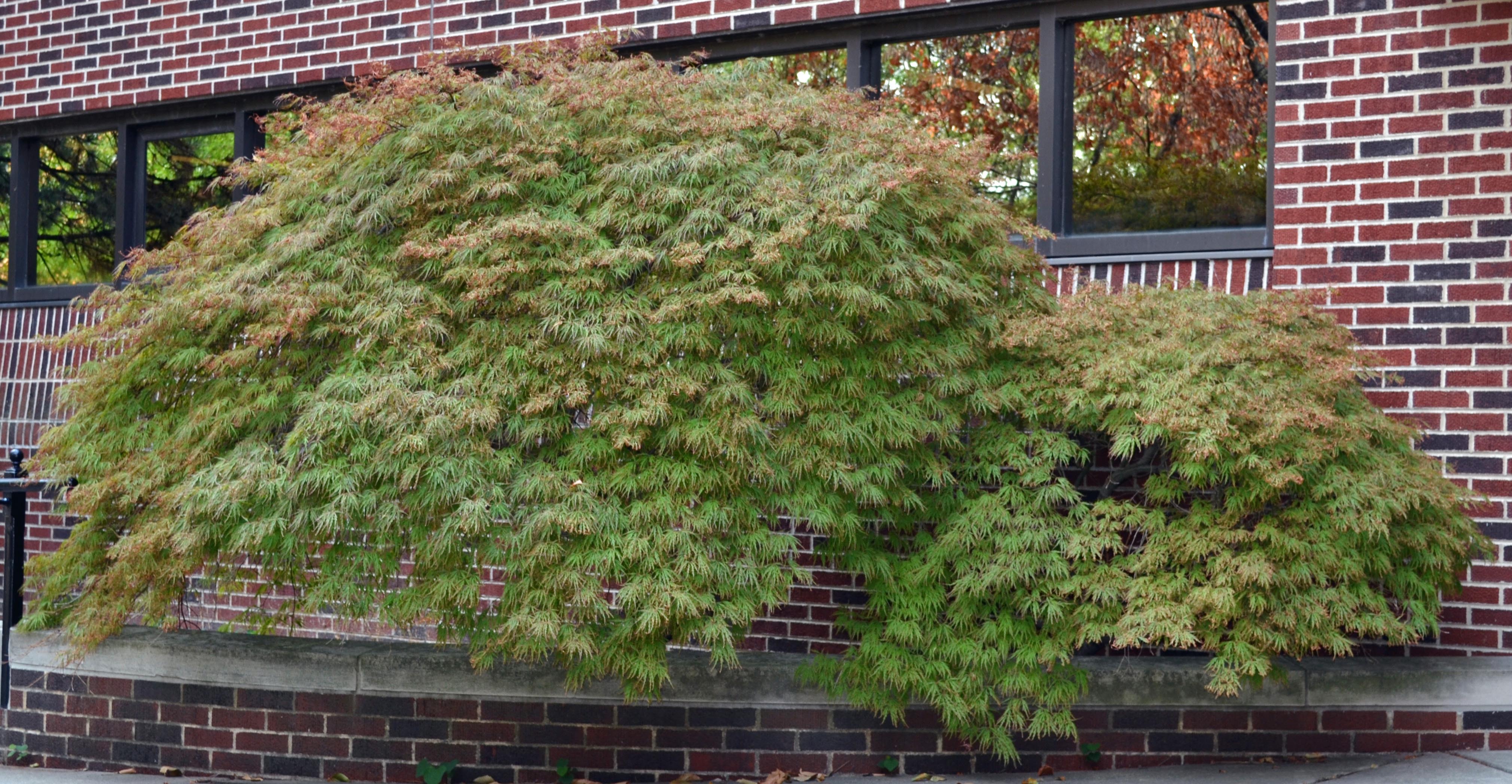 Acer palmatum var. dissectum atropurpureum ‘Ever Red’ – Purdue ...