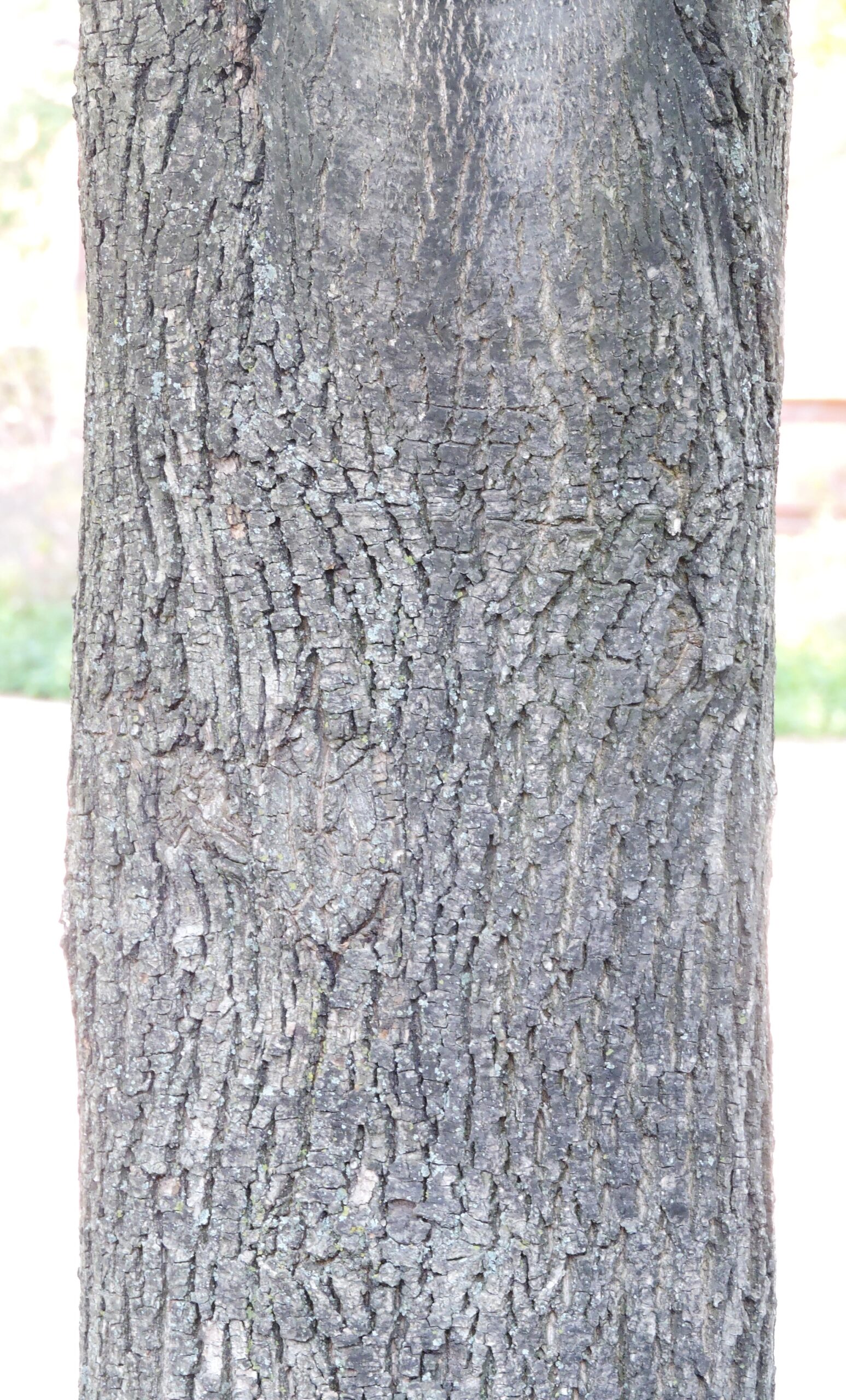 Fraxinus pennsylvanica ‘Cimmzam’ [sold as Cimmaron®] – Purdue Arboretum Explorer