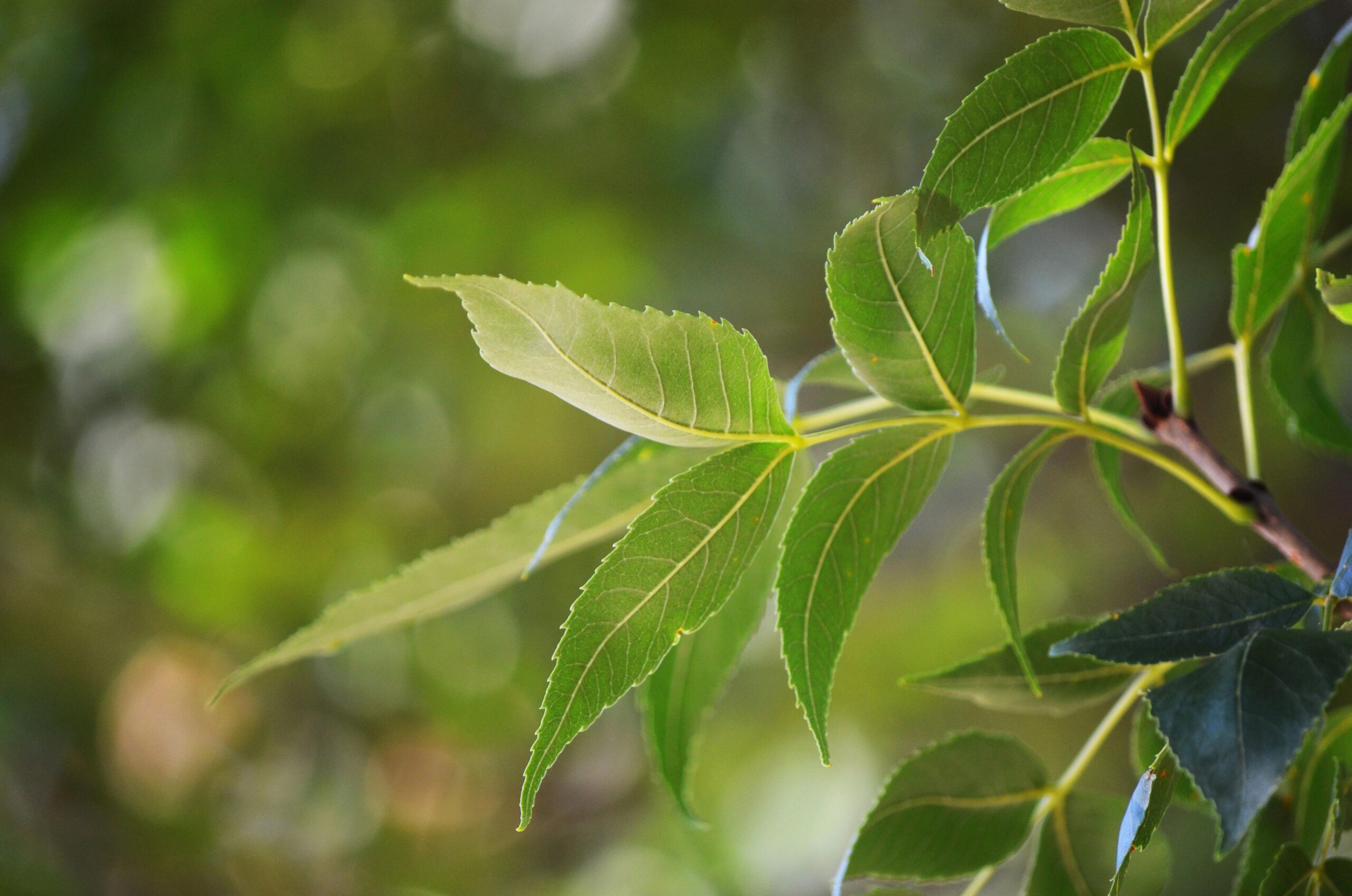 Fraxinus pennsylvanica ‘Marshall’s Seedless’ – Purdue Arboretum Explorer