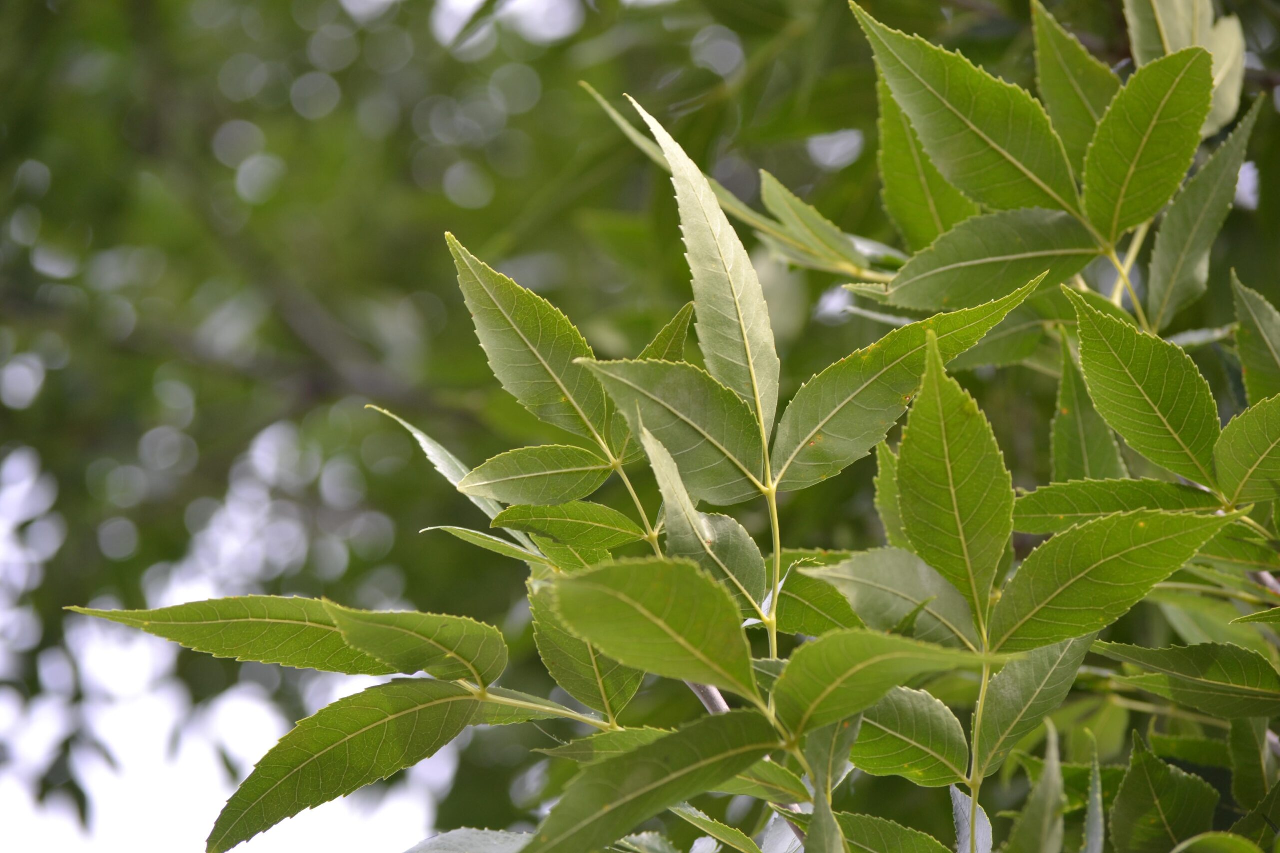Fraxinus pennsylvanica ‘Patmore’ – Purdue Arboretum Explorer