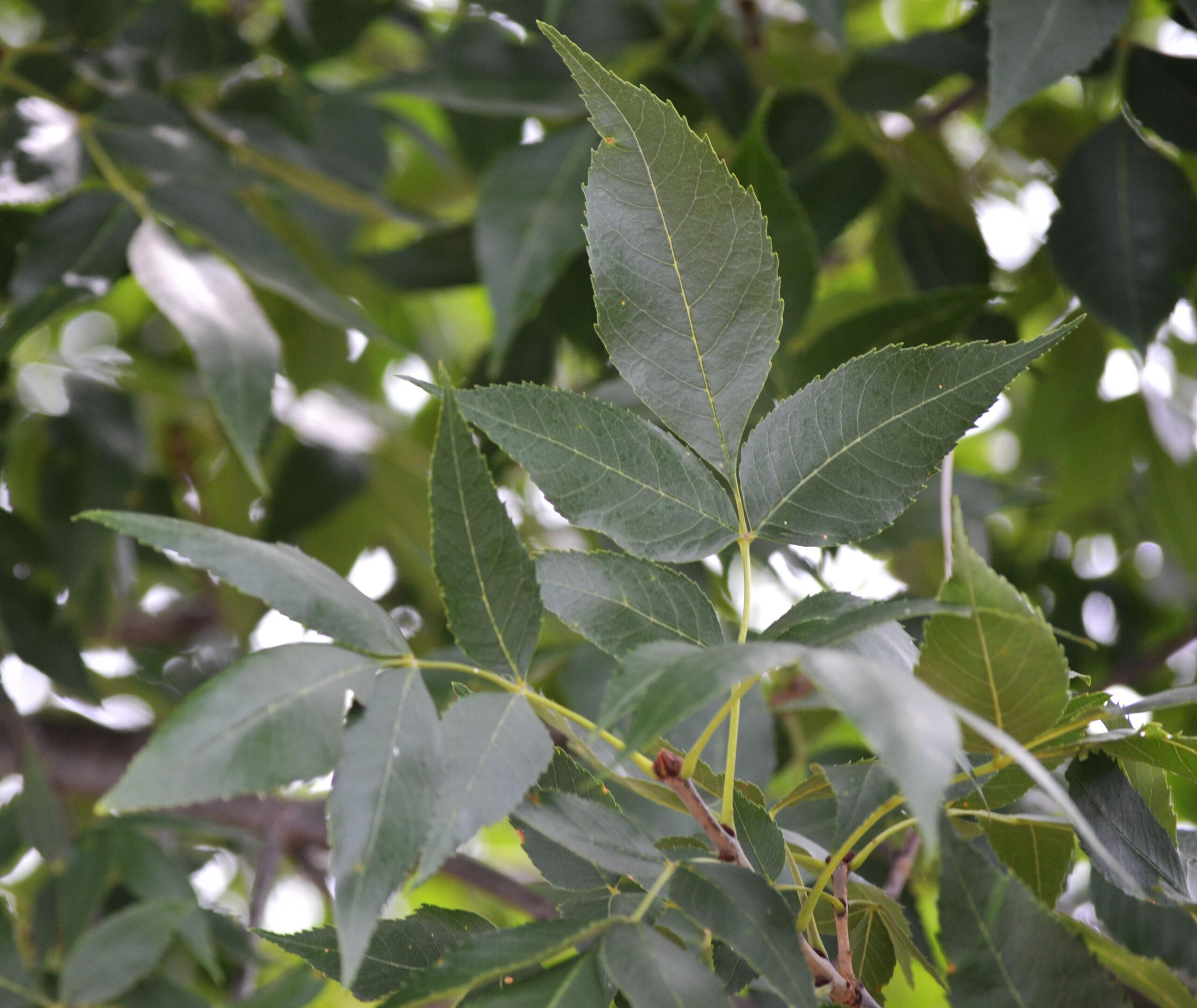 Fraxinus pennsylvanica ‘Patmore’ – Purdue Arboretum Explorer