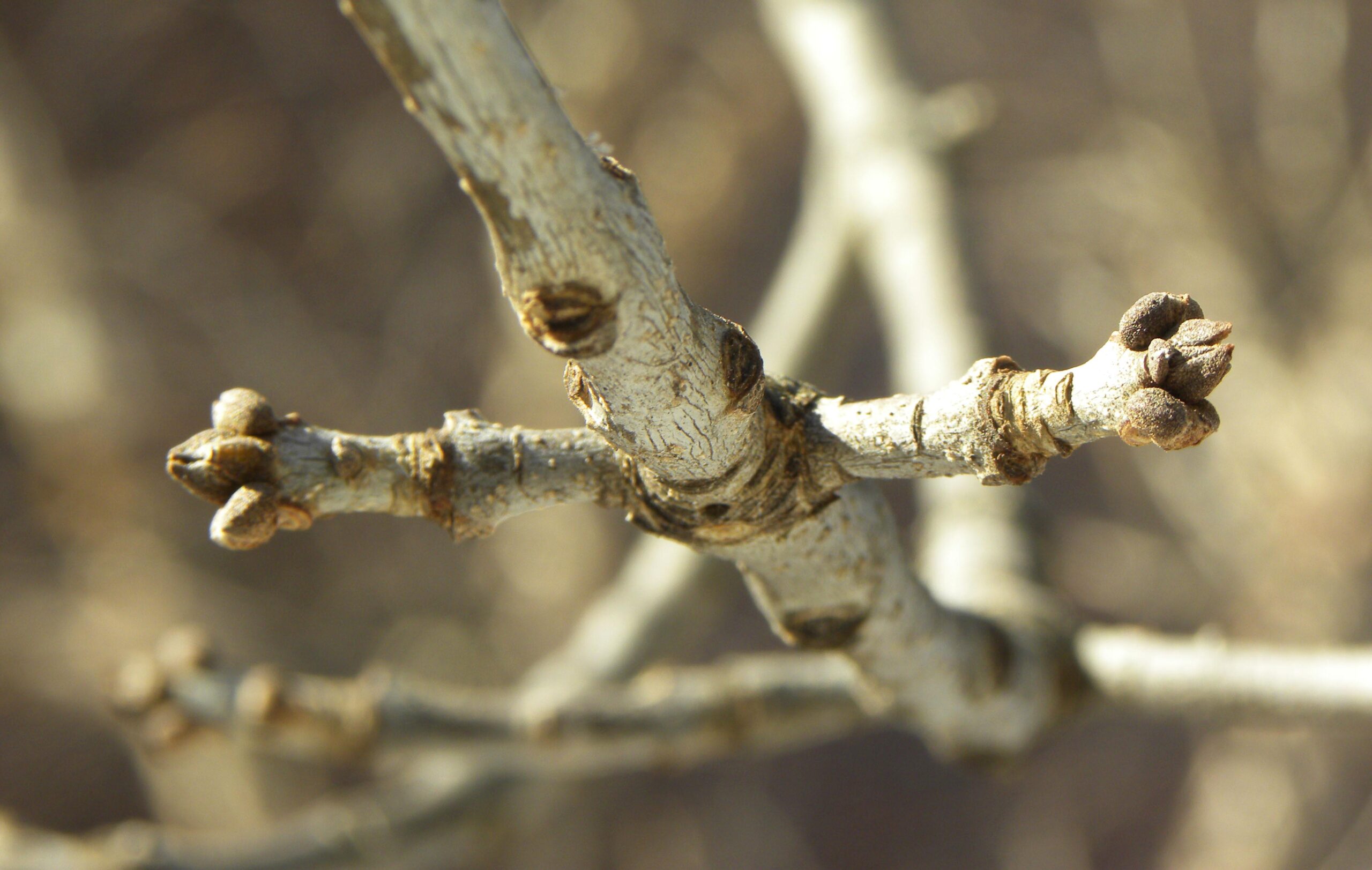 Fraxinus pennsylvanica ‘Summit’ – Purdue Arboretum Explorer
