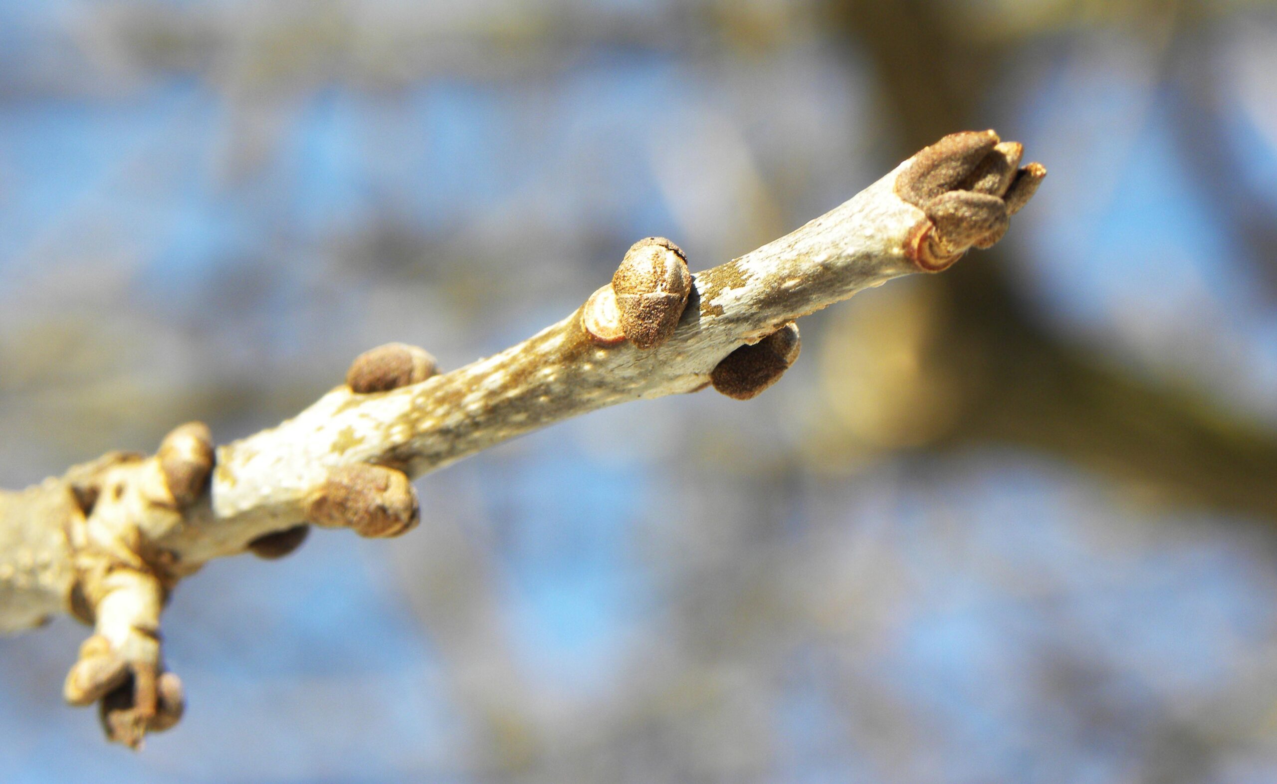 Fraxinus pennsylvanica ‘Summit’ – Purdue Arboretum Explorer