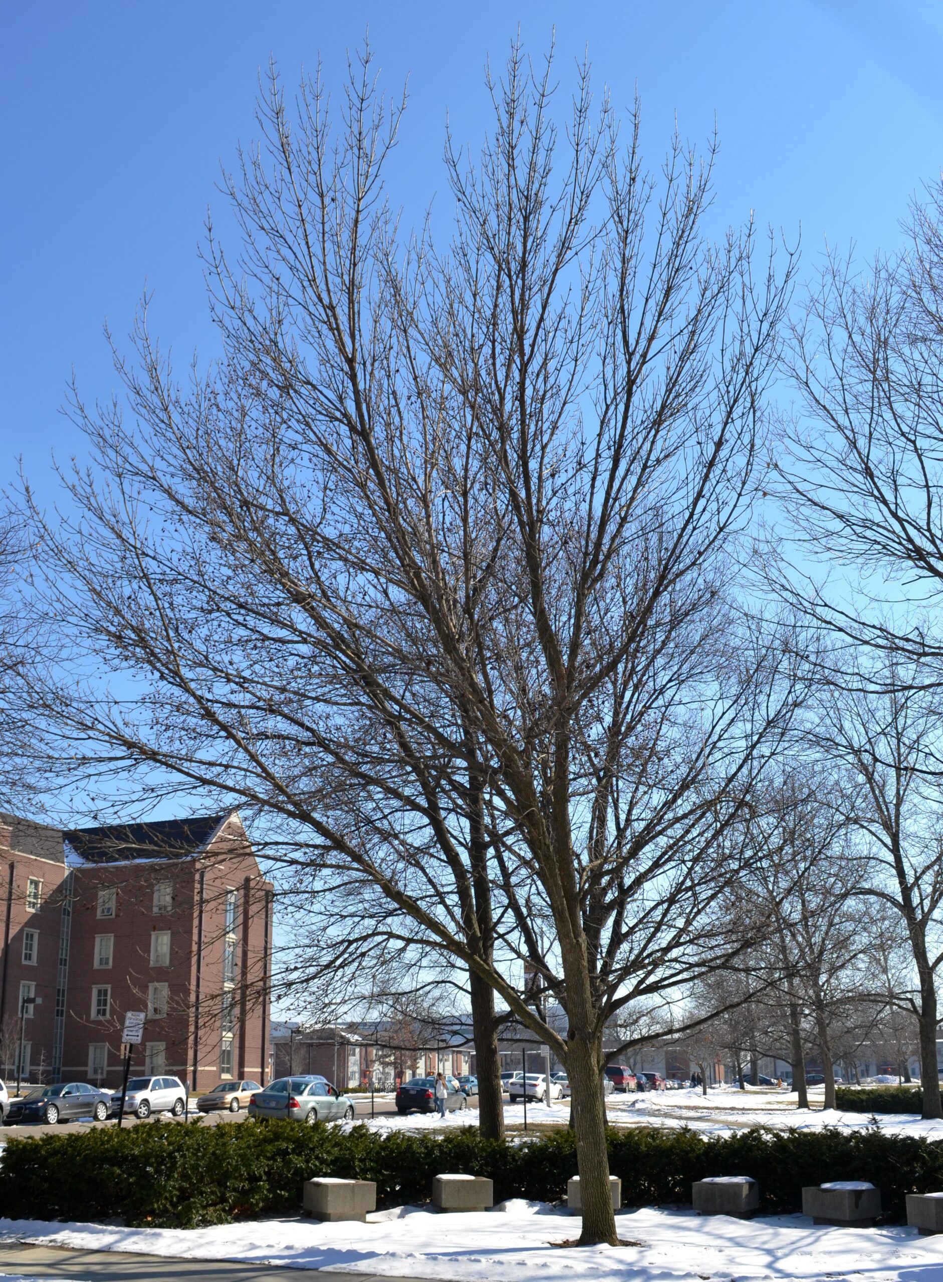 Fraxinus pennsylvanica ‘Summit’ – Purdue Arboretum Explorer