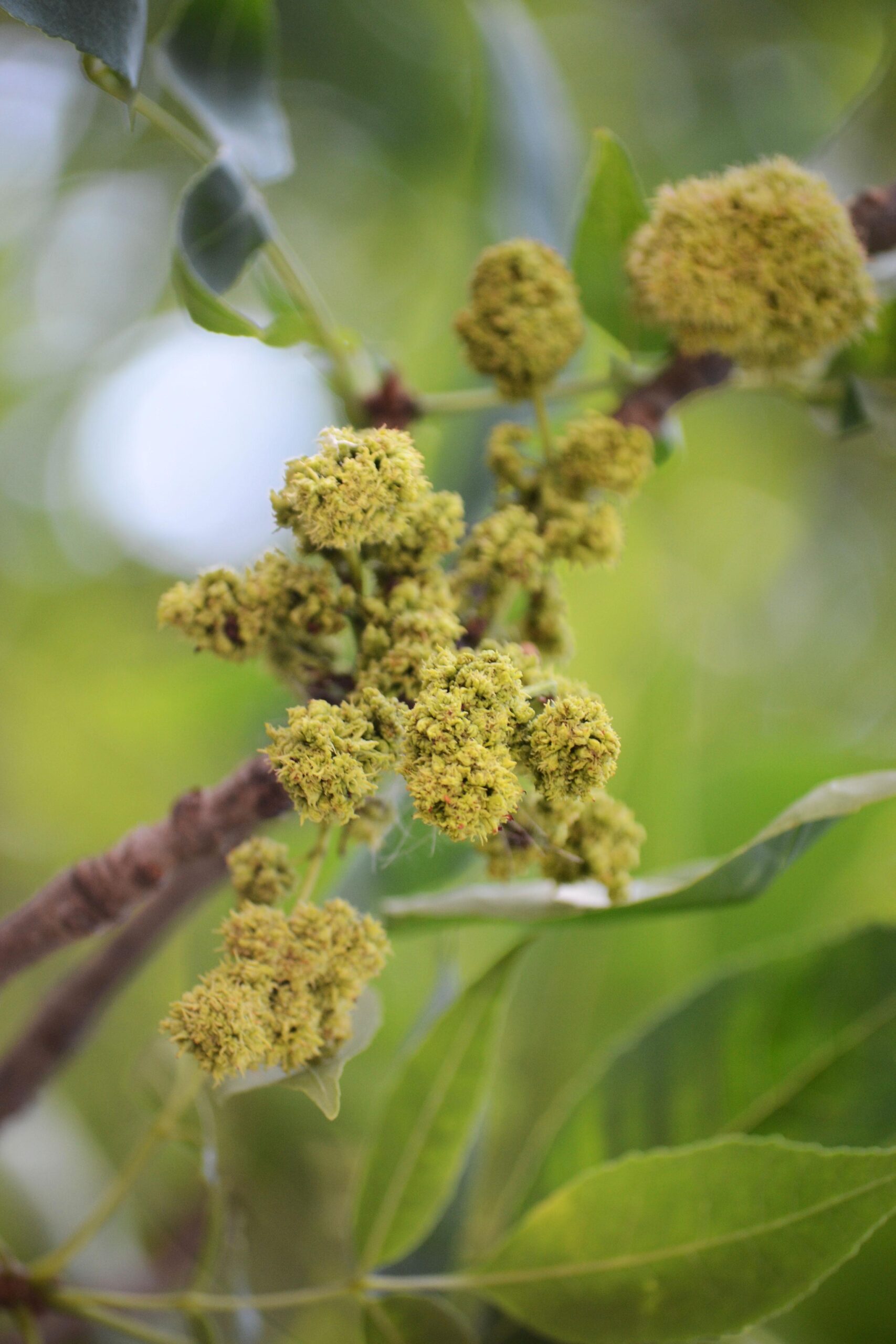 Fraxinus pennsylvanica ‘Summit’ – Purdue Arboretum Explorer