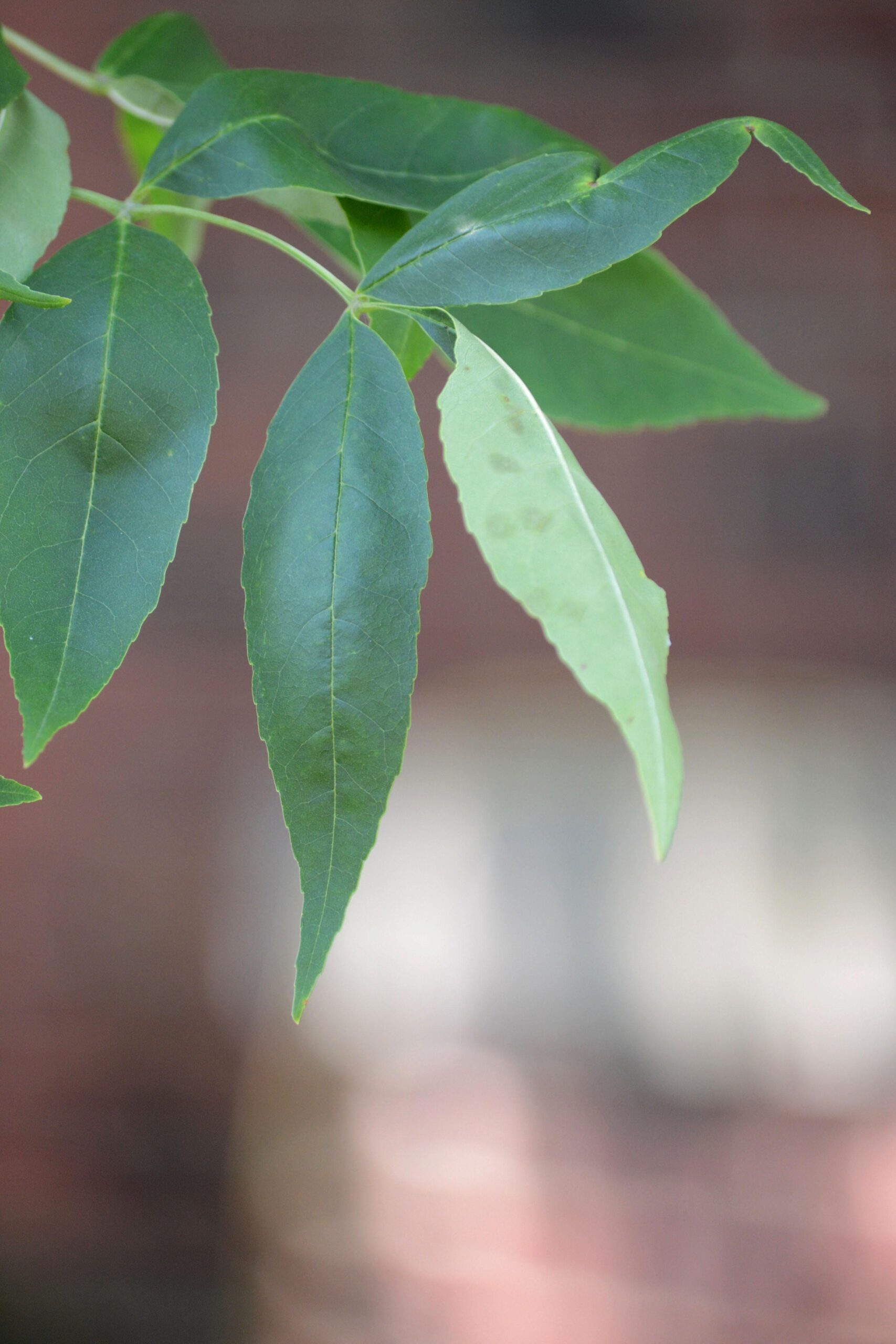 Fraxinus pennsylvanica ‘Summit’ – Purdue Arboretum Explorer