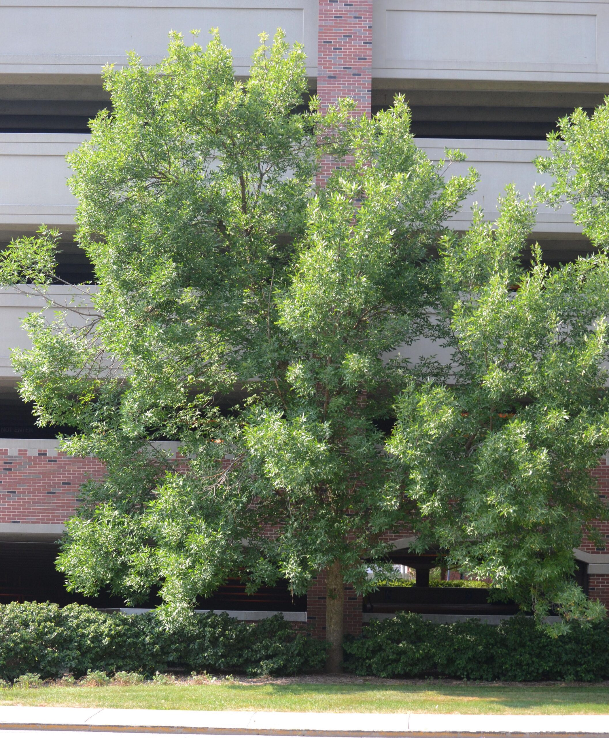 Fraxinus pennsylvanica ‘Summit’ – Purdue Arboretum Explorer
