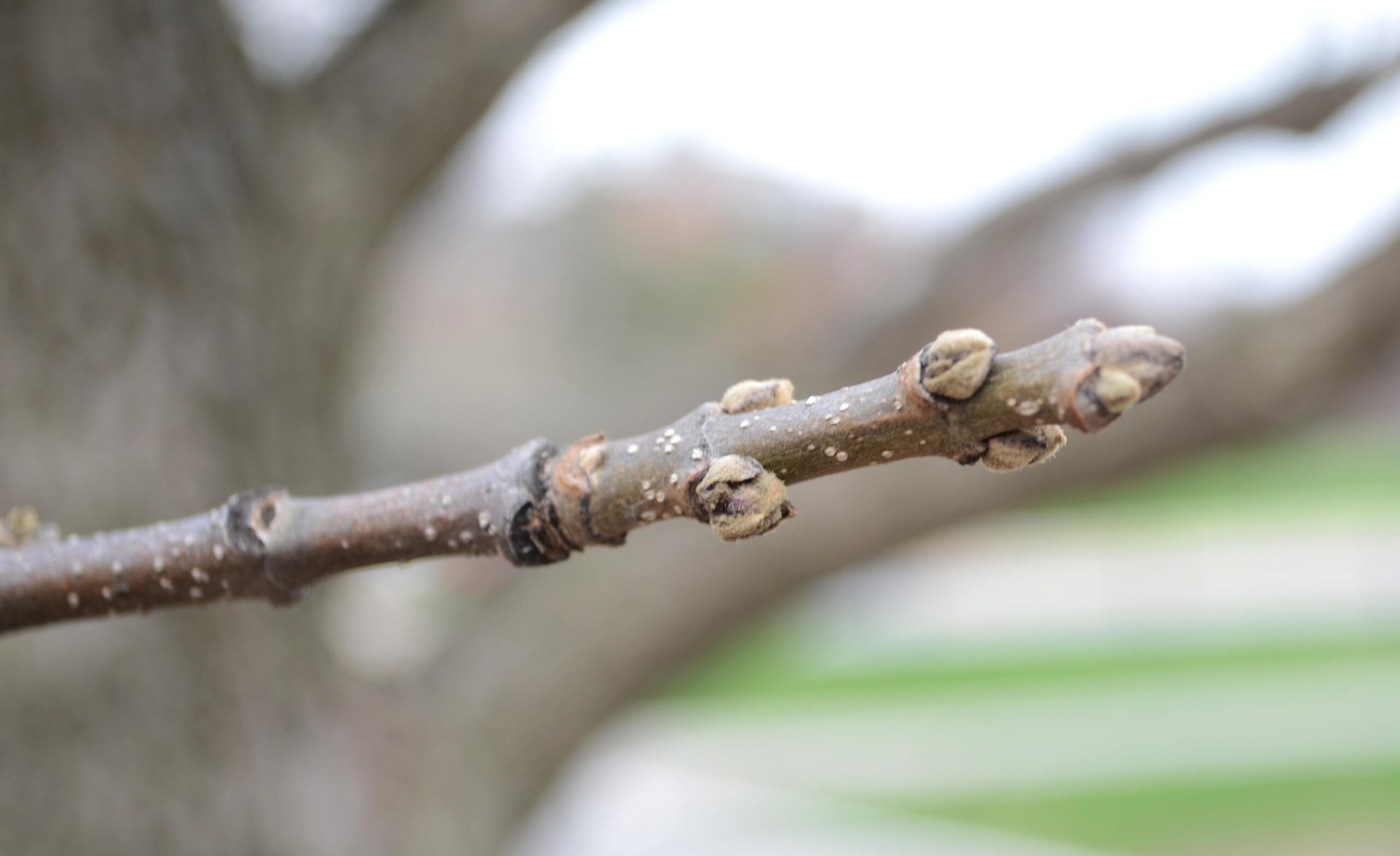 Fraxinus quadrangulata – Purdue Arboretum Explorer
