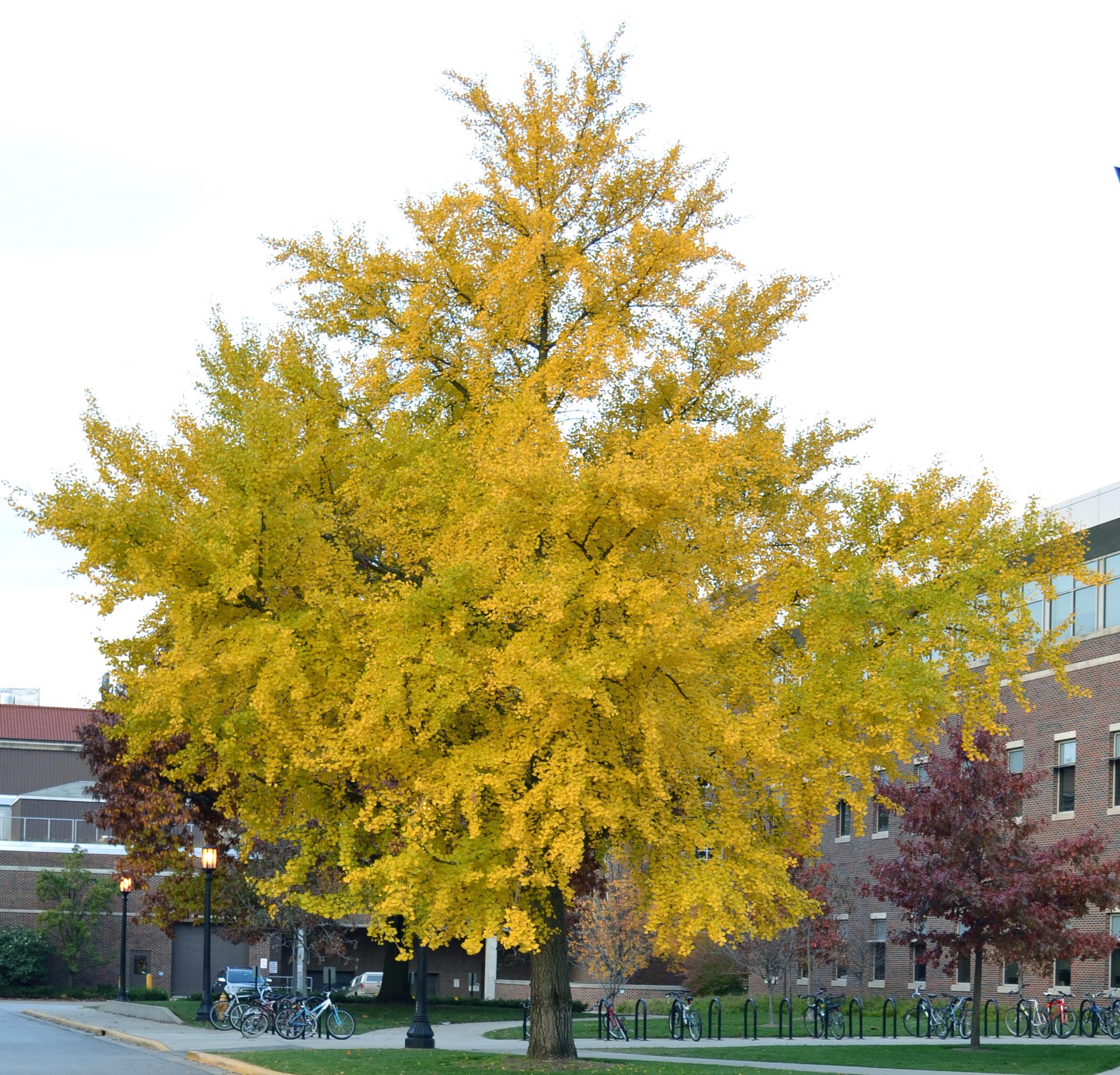 Ginkgo biloba – Purdue Arboretum Explorer