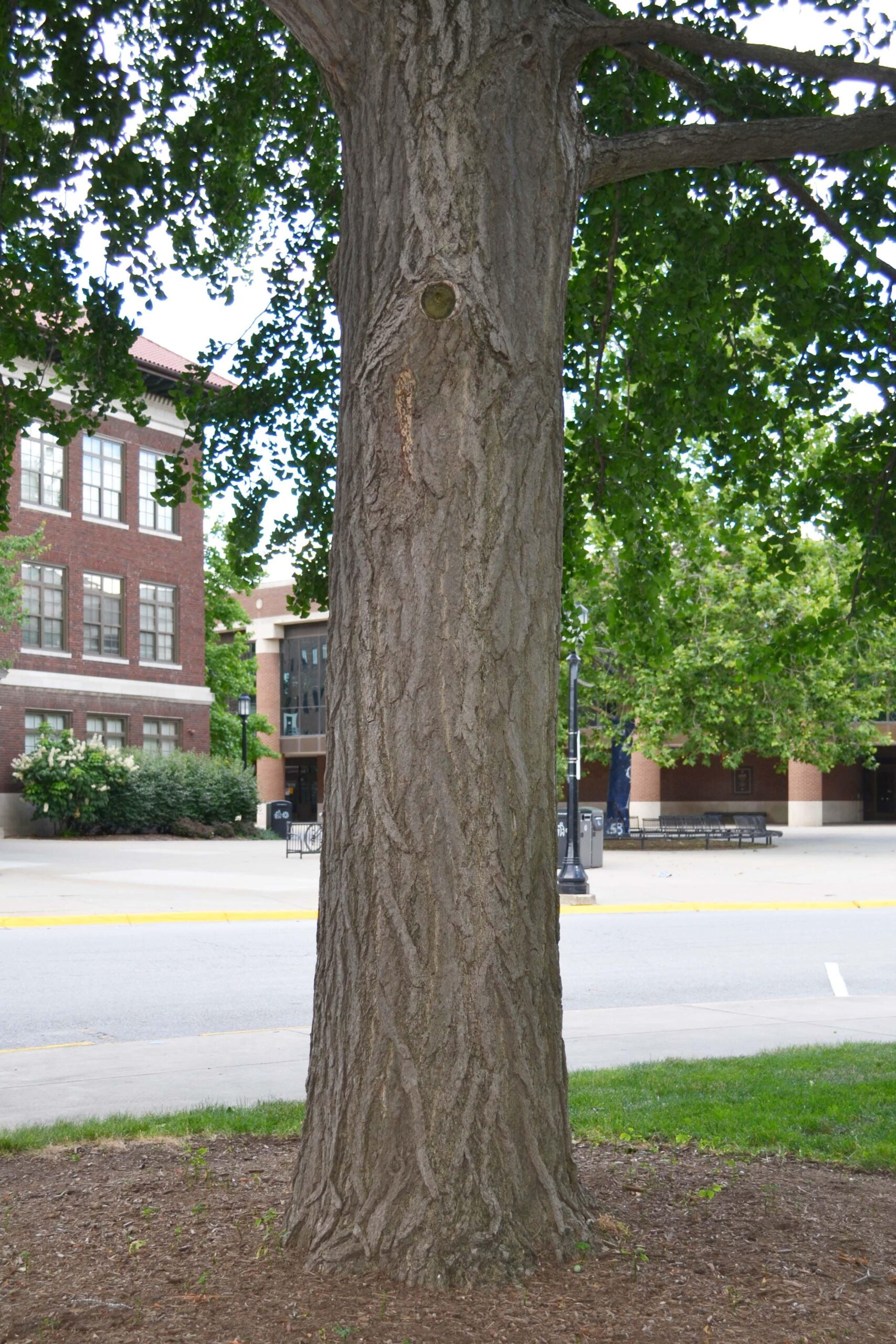 Ginkgo biloba – Purdue Arboretum Explorer