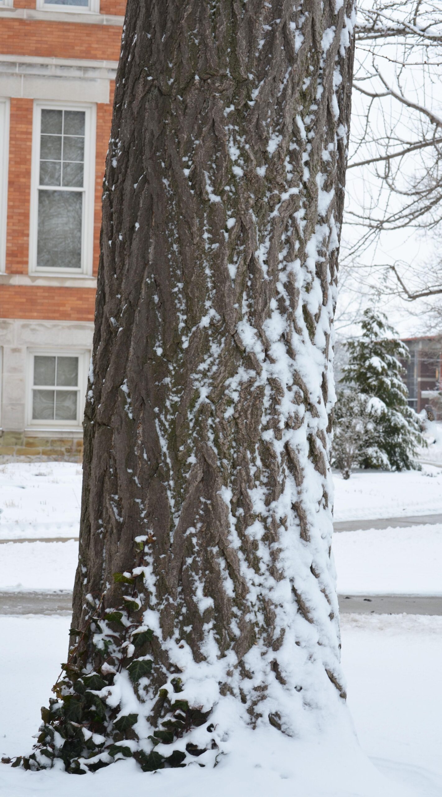 Ginkgo biloba – Purdue Arboretum Explorer