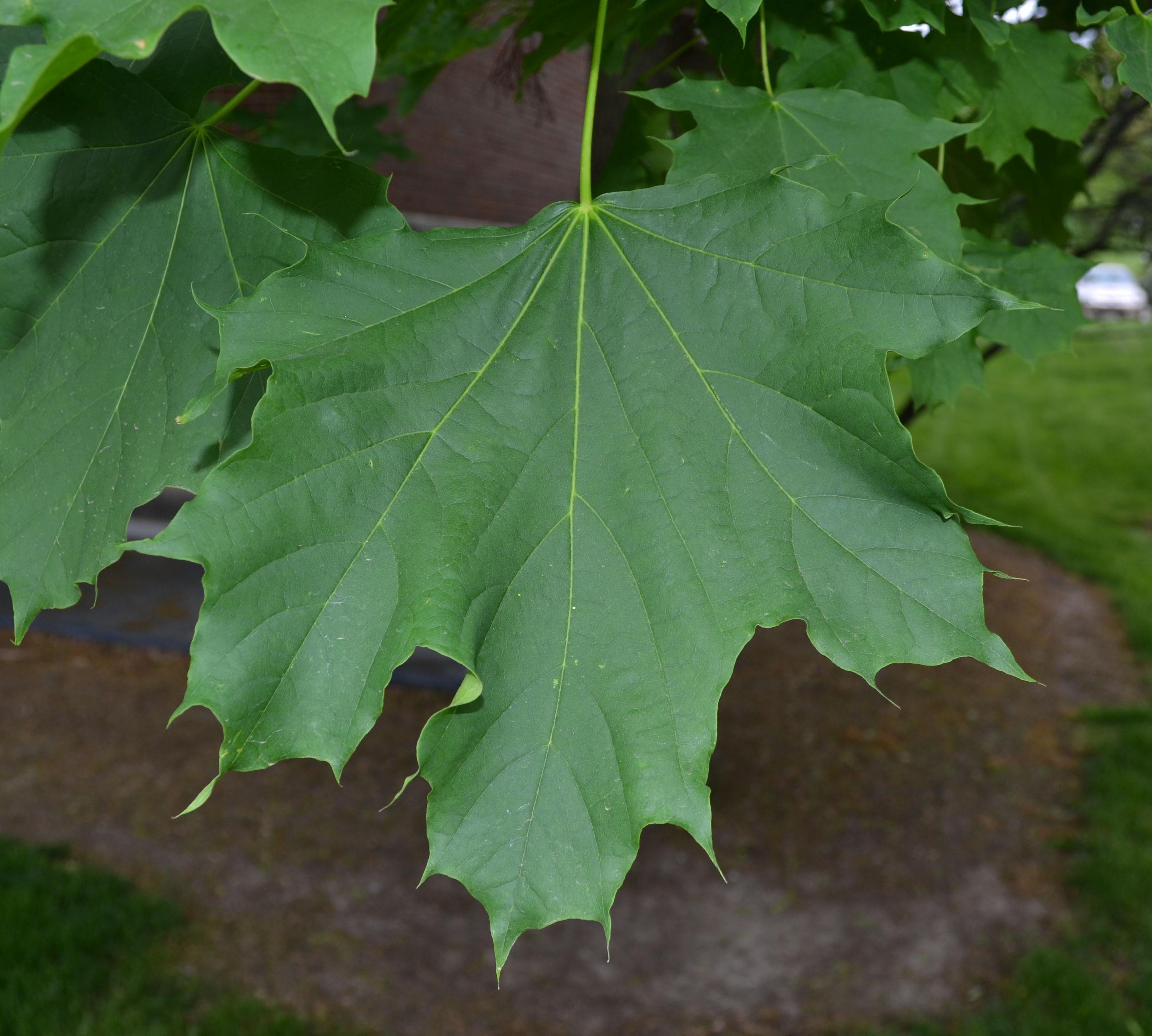 Acer platanoides – Purdue Arboretum Explorer