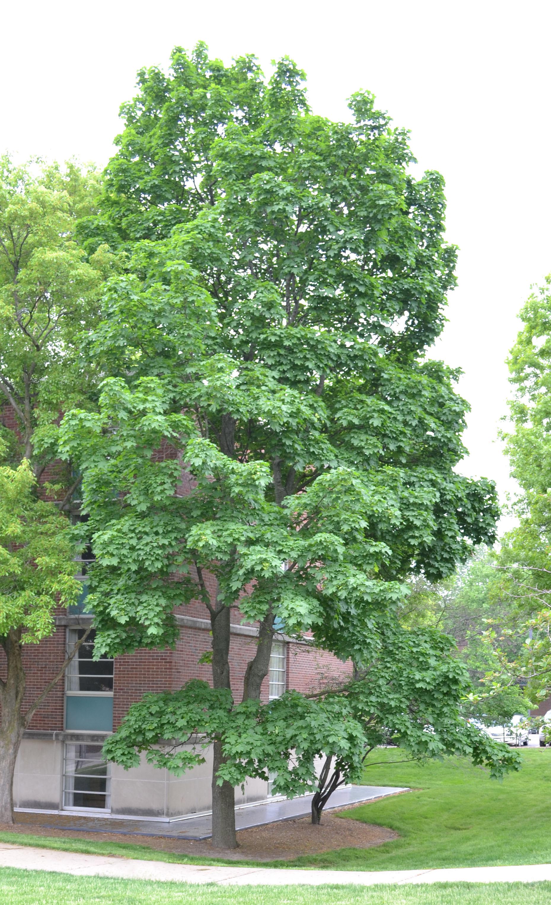 Acer platanoides – Purdue Arboretum Explorer