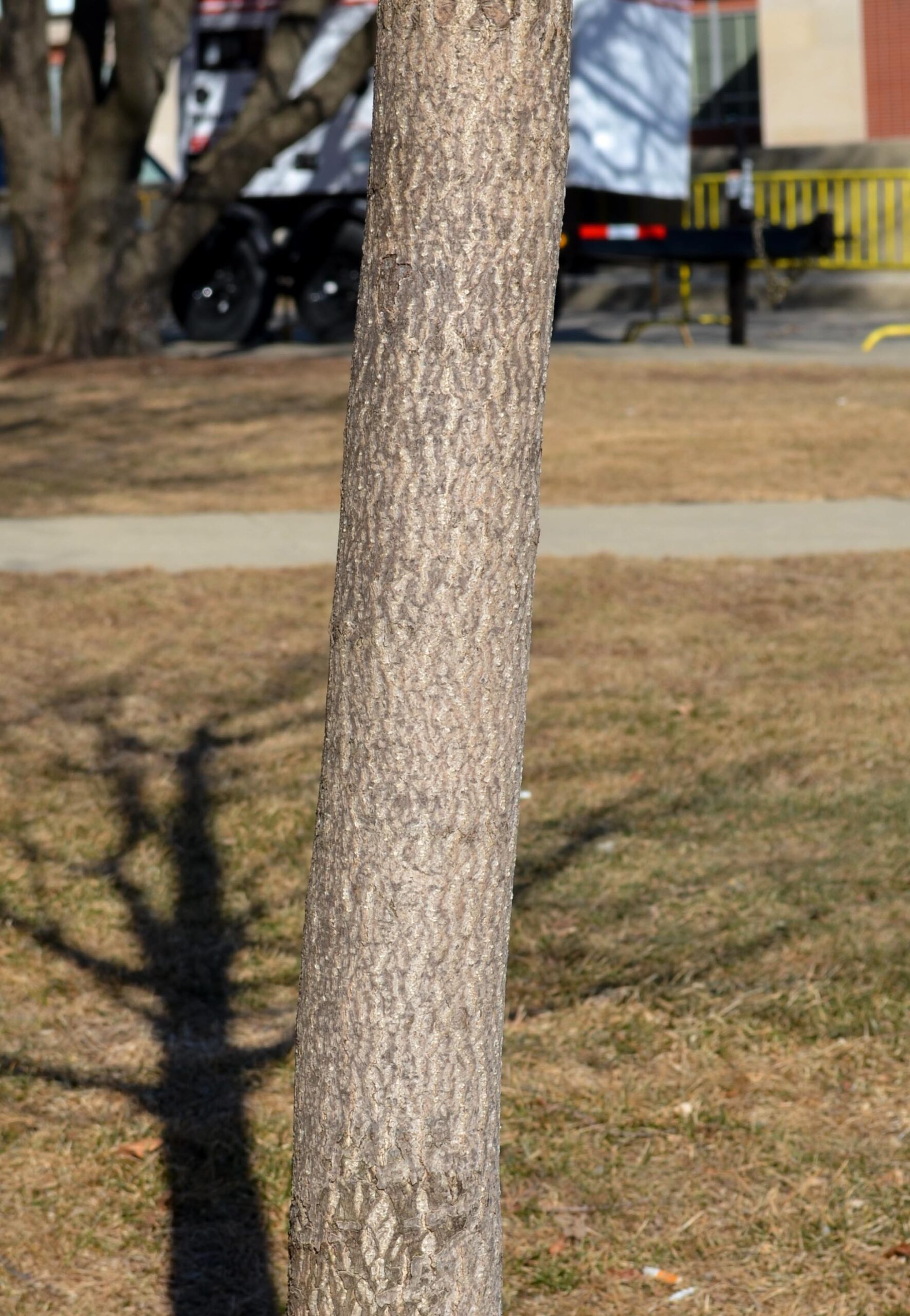 Ginkgo biloba ‘Autumn Gold’ – Purdue Arboretum Explorer