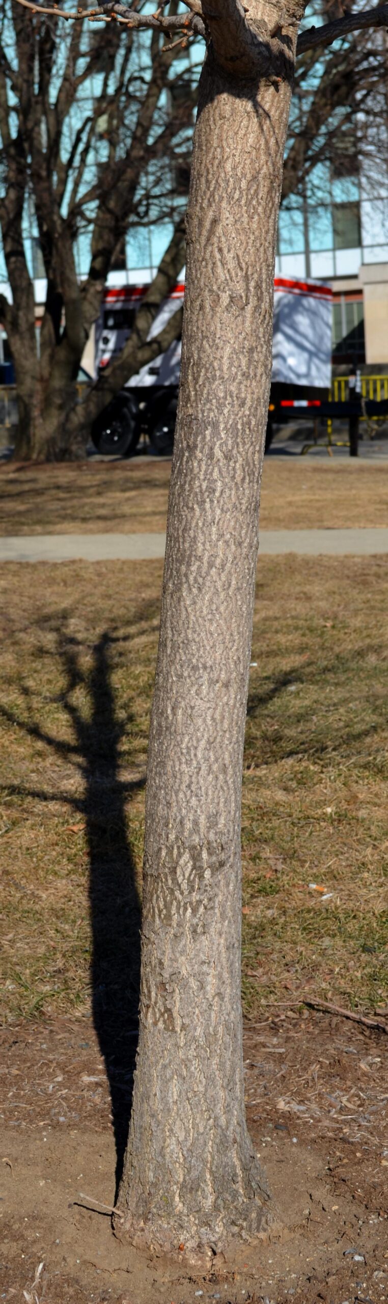 Ginkgo biloba ‘Autumn Gold’ – Purdue Arboretum Explorer