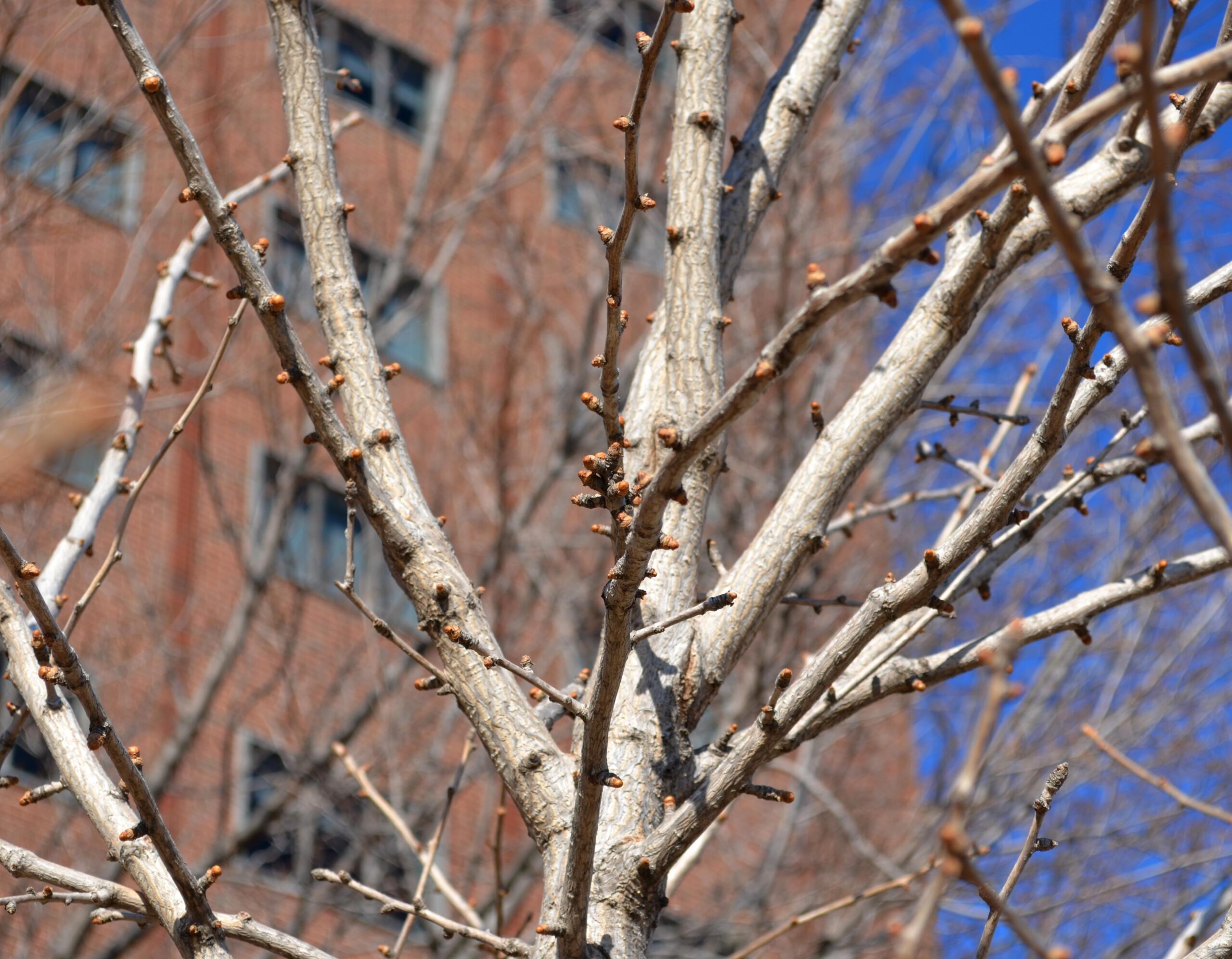 Ginkgo biloba ‘Autumn Gold’ – Purdue Arboretum Explorer