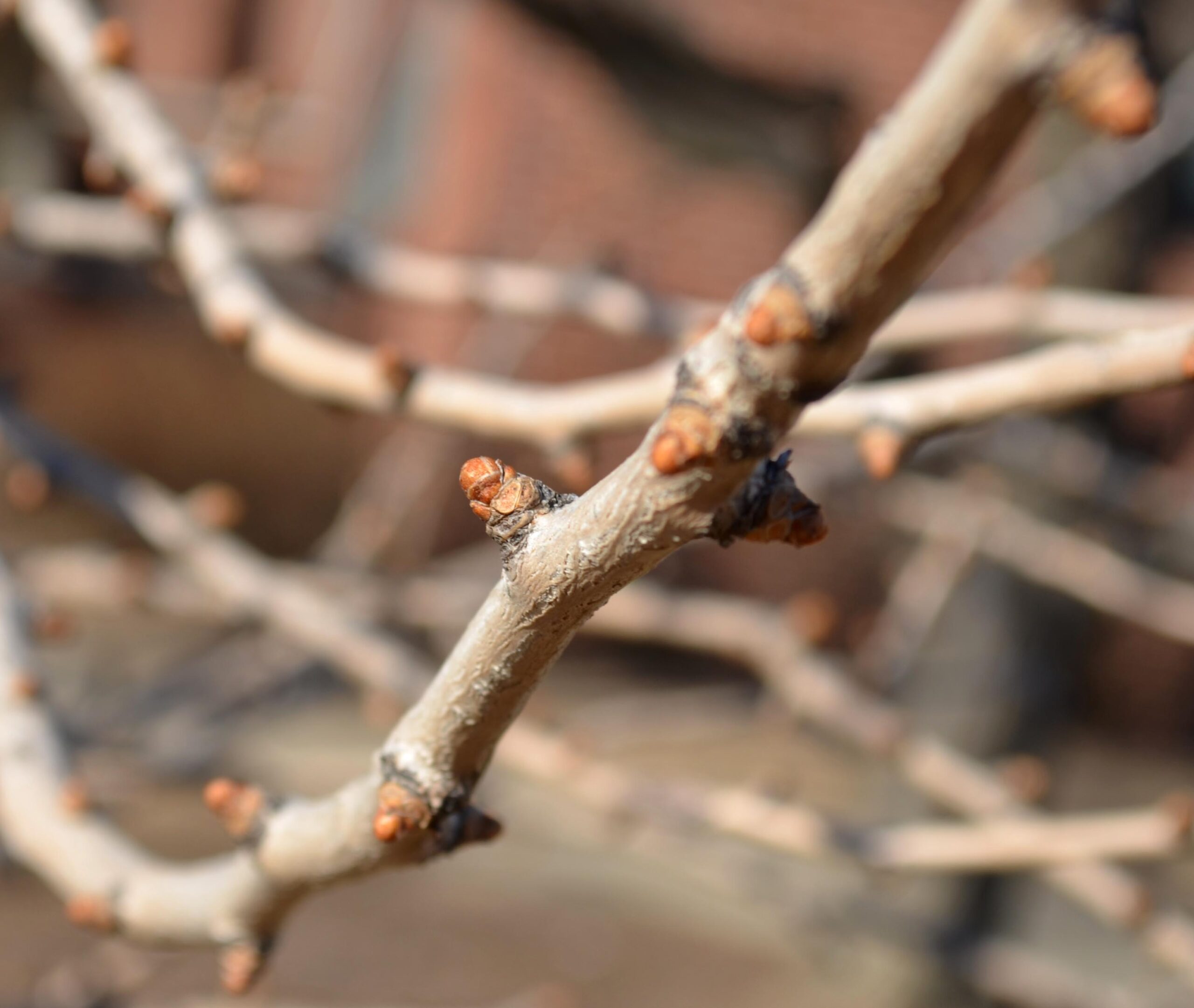 Ginkgo biloba ‘Autumn Gold’ – Purdue Arboretum Explorer