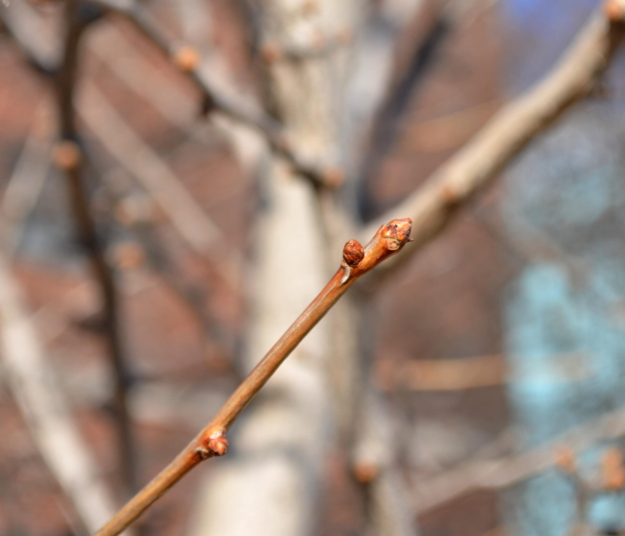 Ginkgo biloba ‘Autumn Gold’ – Purdue Arboretum Explorer