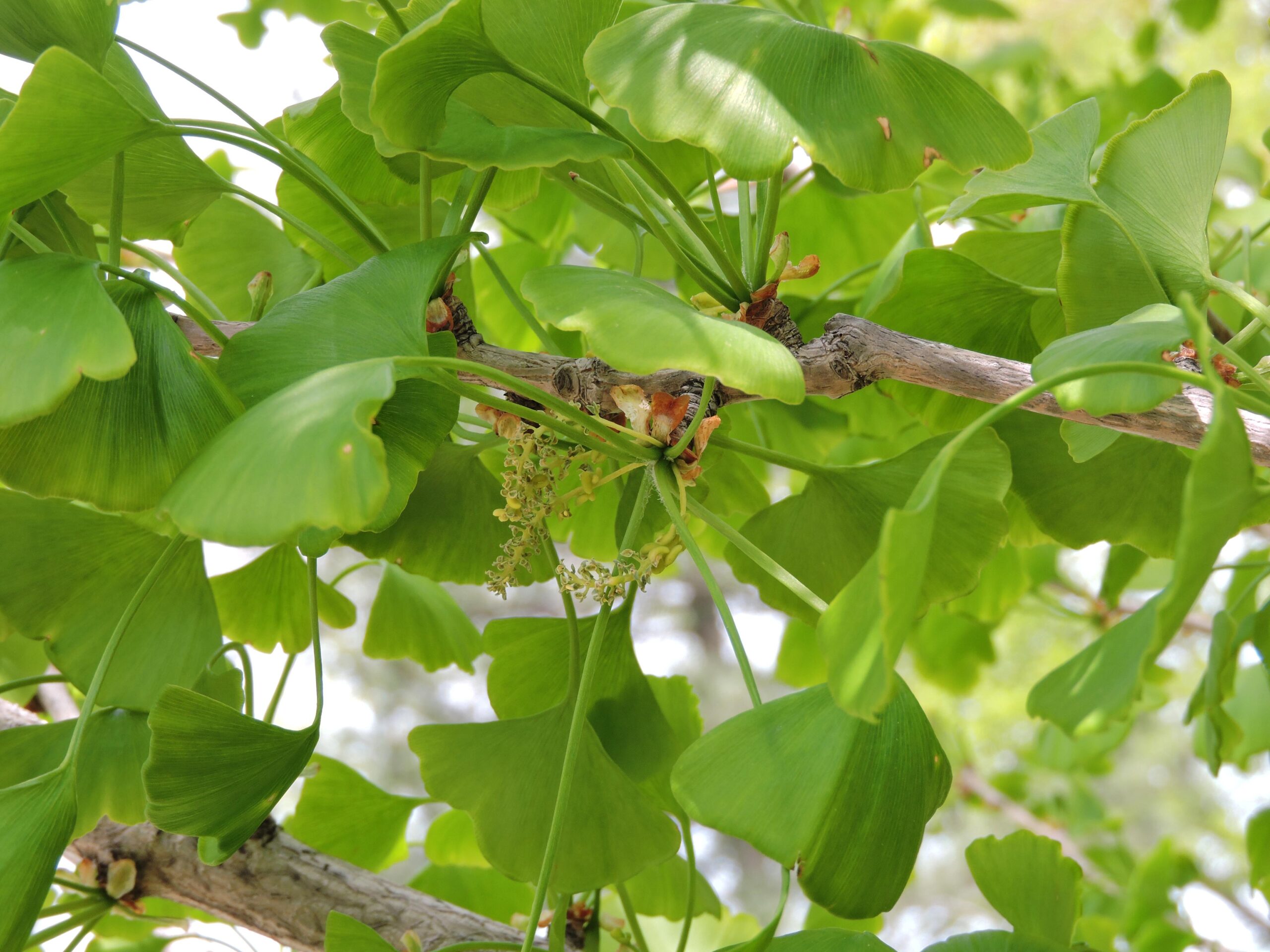 Ginkgo biloba ‘Autumn Gold’ – Purdue Arboretum Explorer
