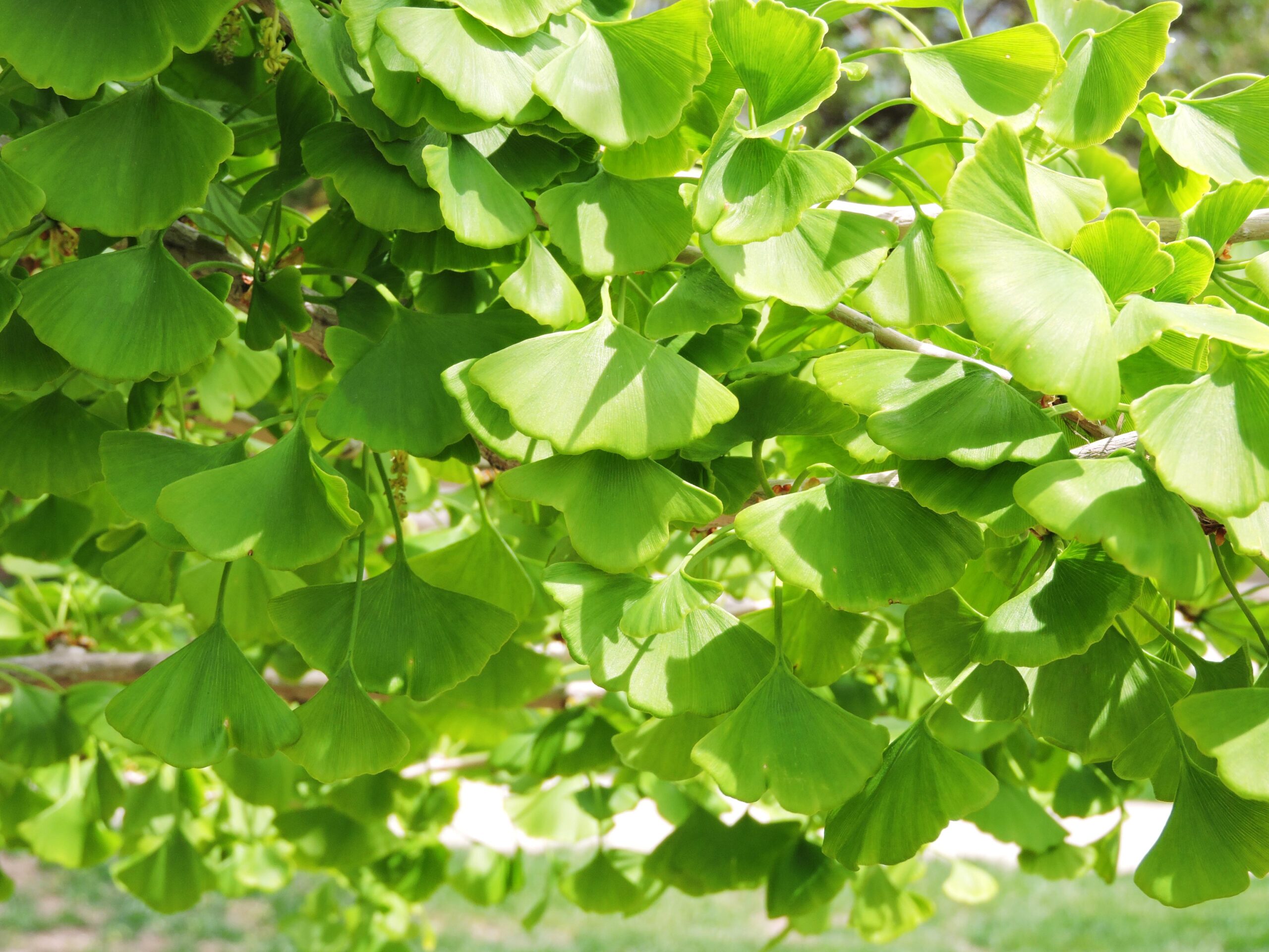 Ginkgo biloba ‘Autumn Gold’ – Purdue Arboretum Explorer