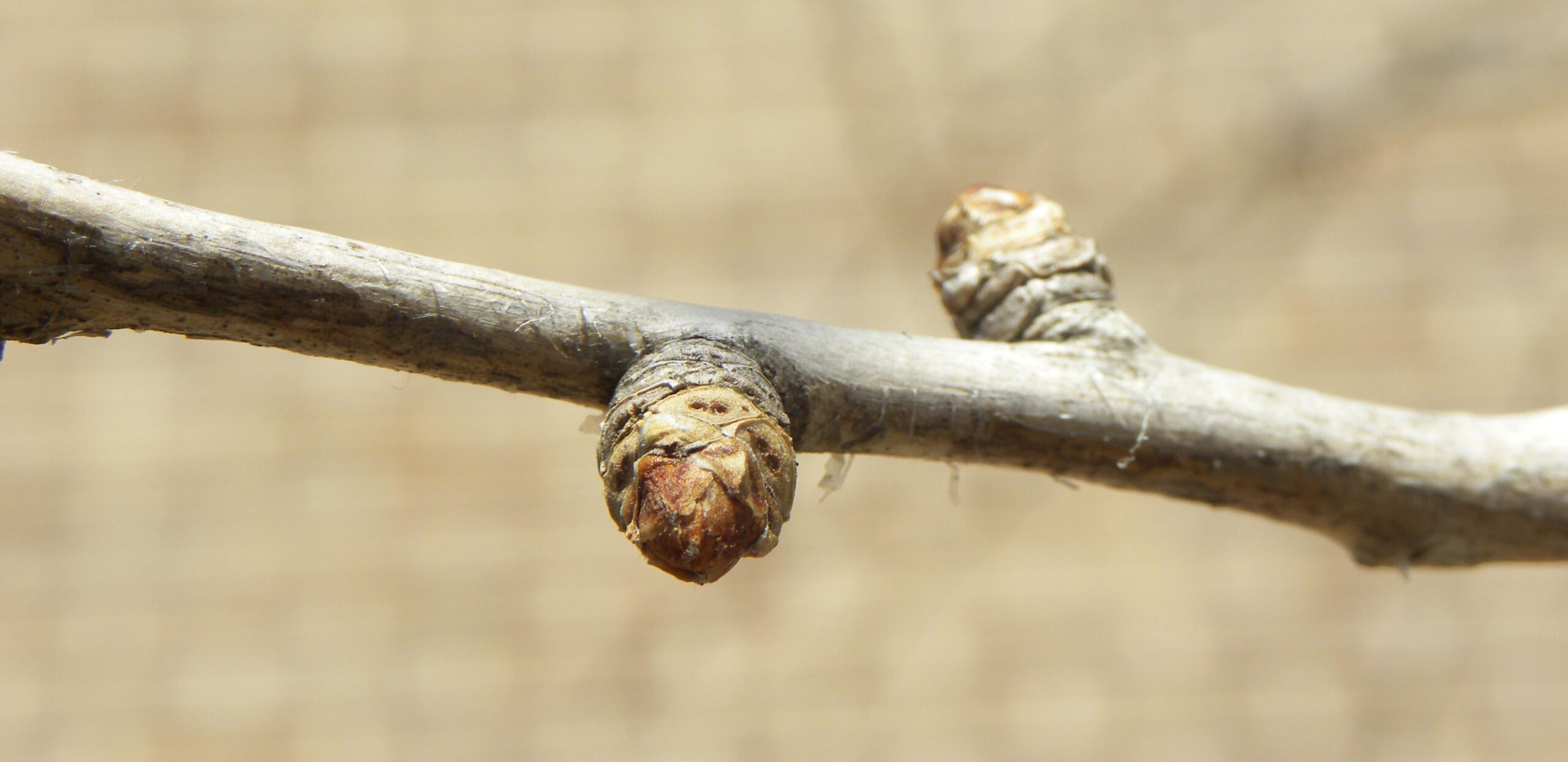 Ginkgo biloba ‘Magyar’ – Purdue Arboretum Explorer