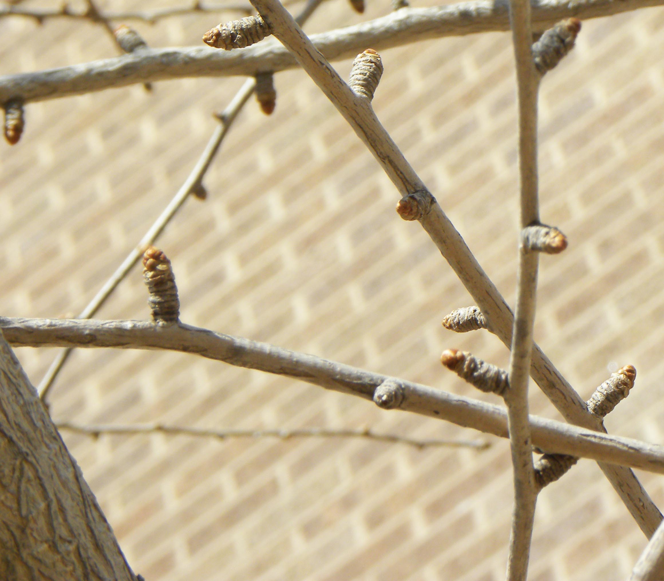 Ginkgo biloba ‘Magyar’ – Purdue Arboretum Explorer