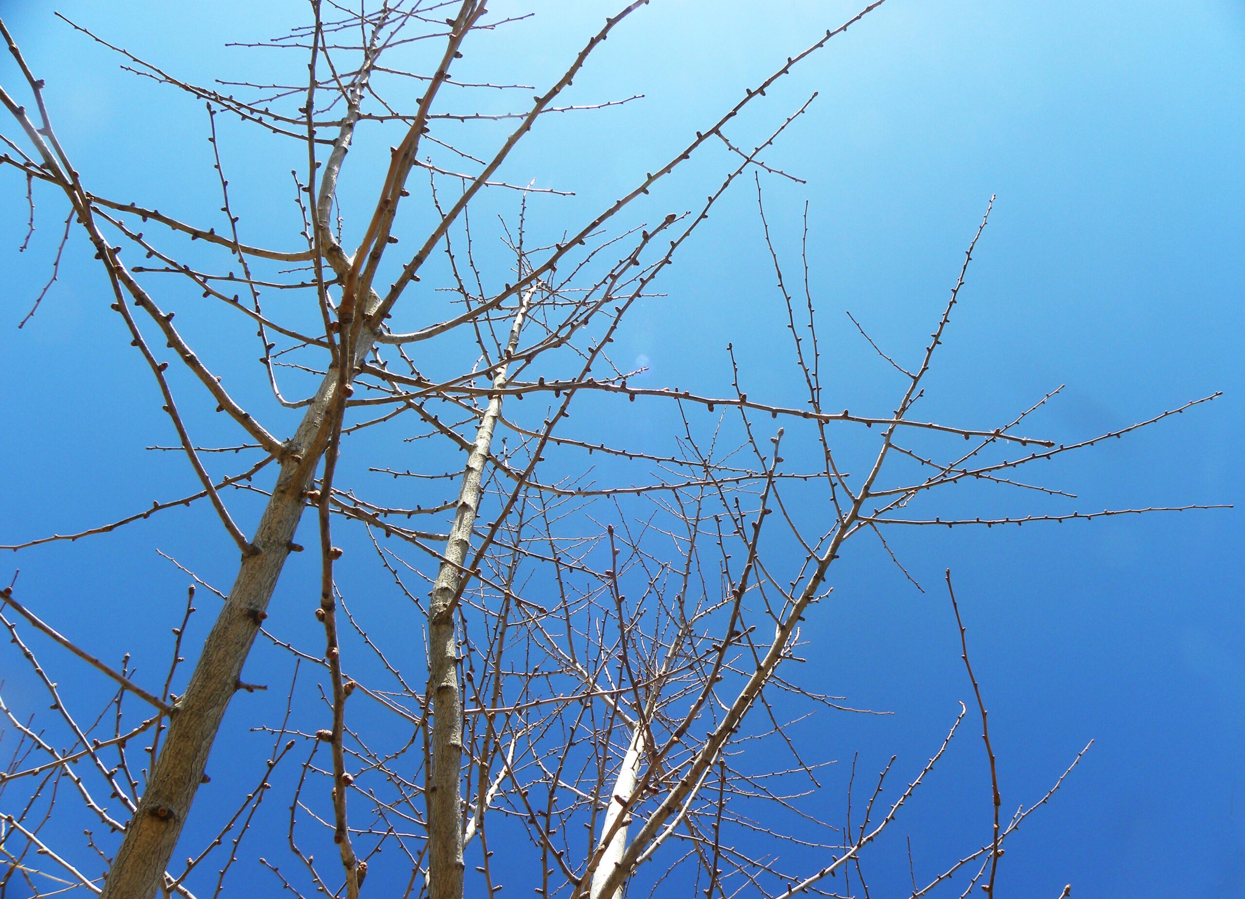 Ginkgo biloba ‘Magyar’ – Purdue Arboretum Explorer