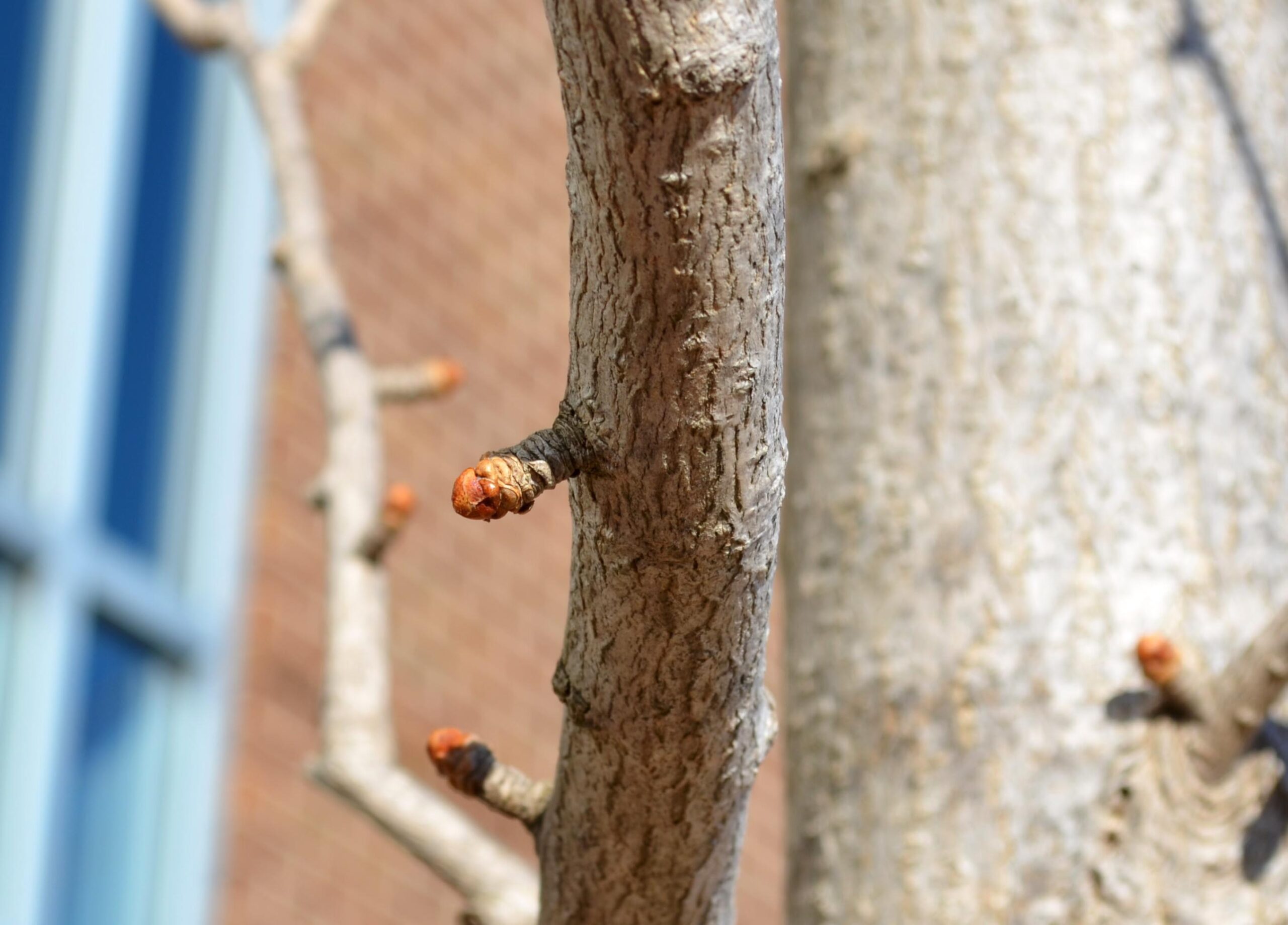 Ginkgo biloba ‘Magyar’ – Purdue Arboretum Explorer
