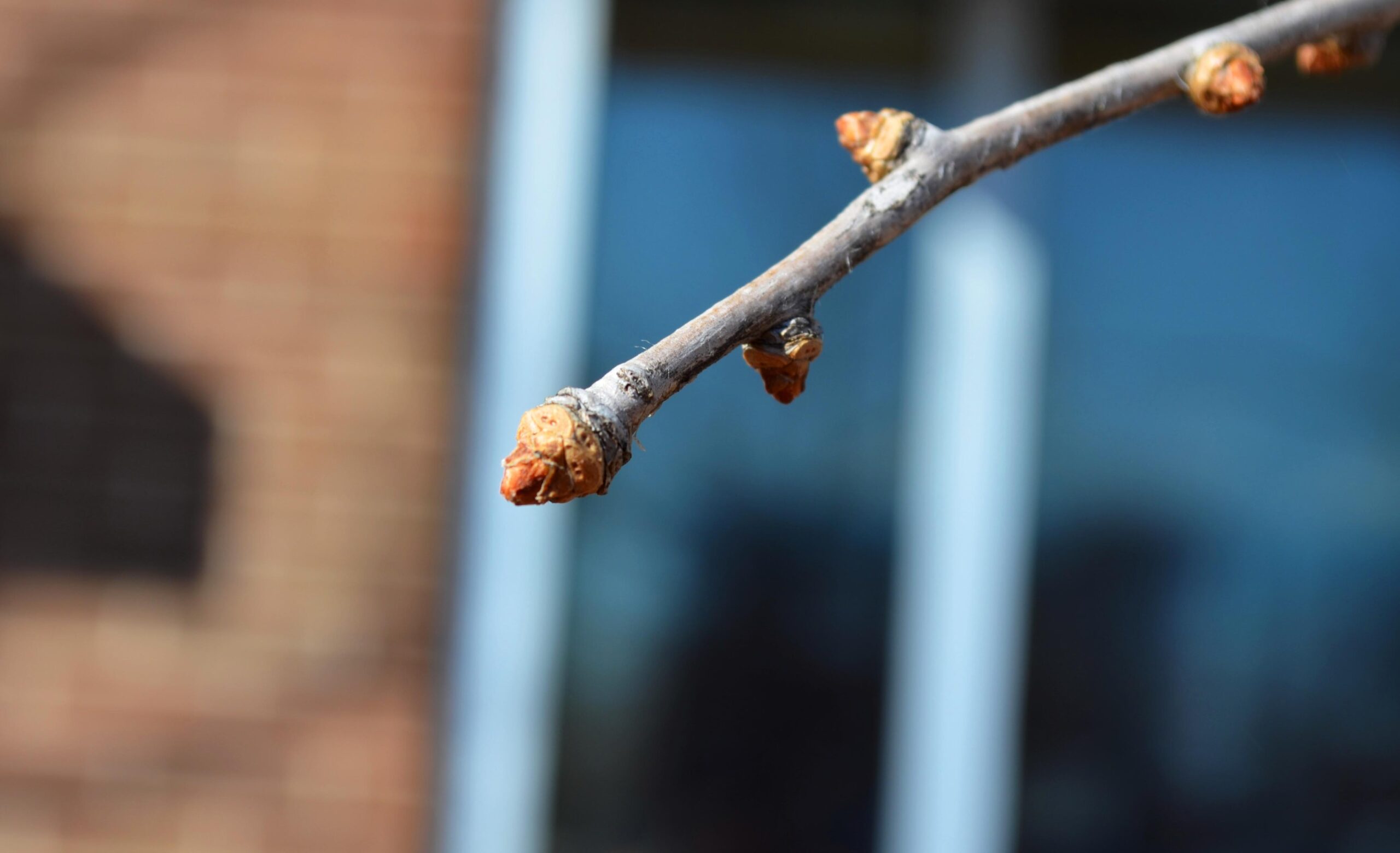 Ginkgo biloba ‘Magyar’ – Purdue Arboretum Explorer