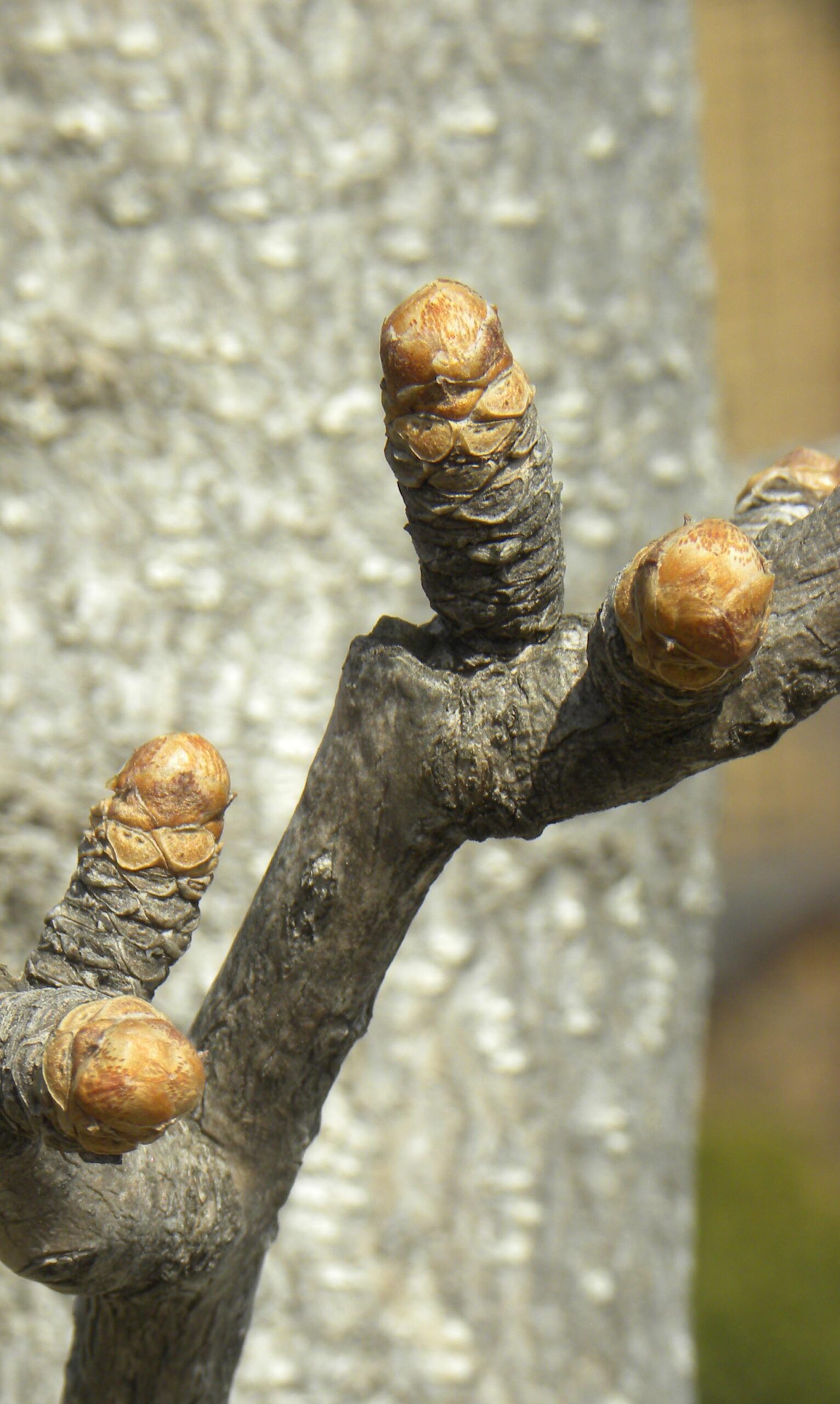 Ginkgo biloba ‘PNI 2720’ [sold as Princeton Sentry®] – Purdue Arboretum ...