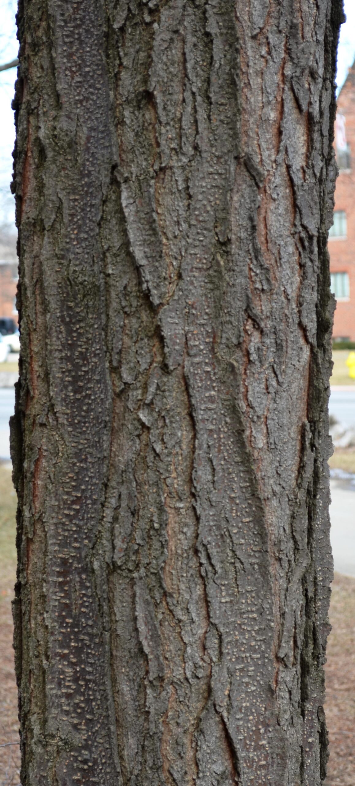 Gleditsia triacanthos f. inermis ‘Skycole’ [sold as Skyline®] – Purdue ...
