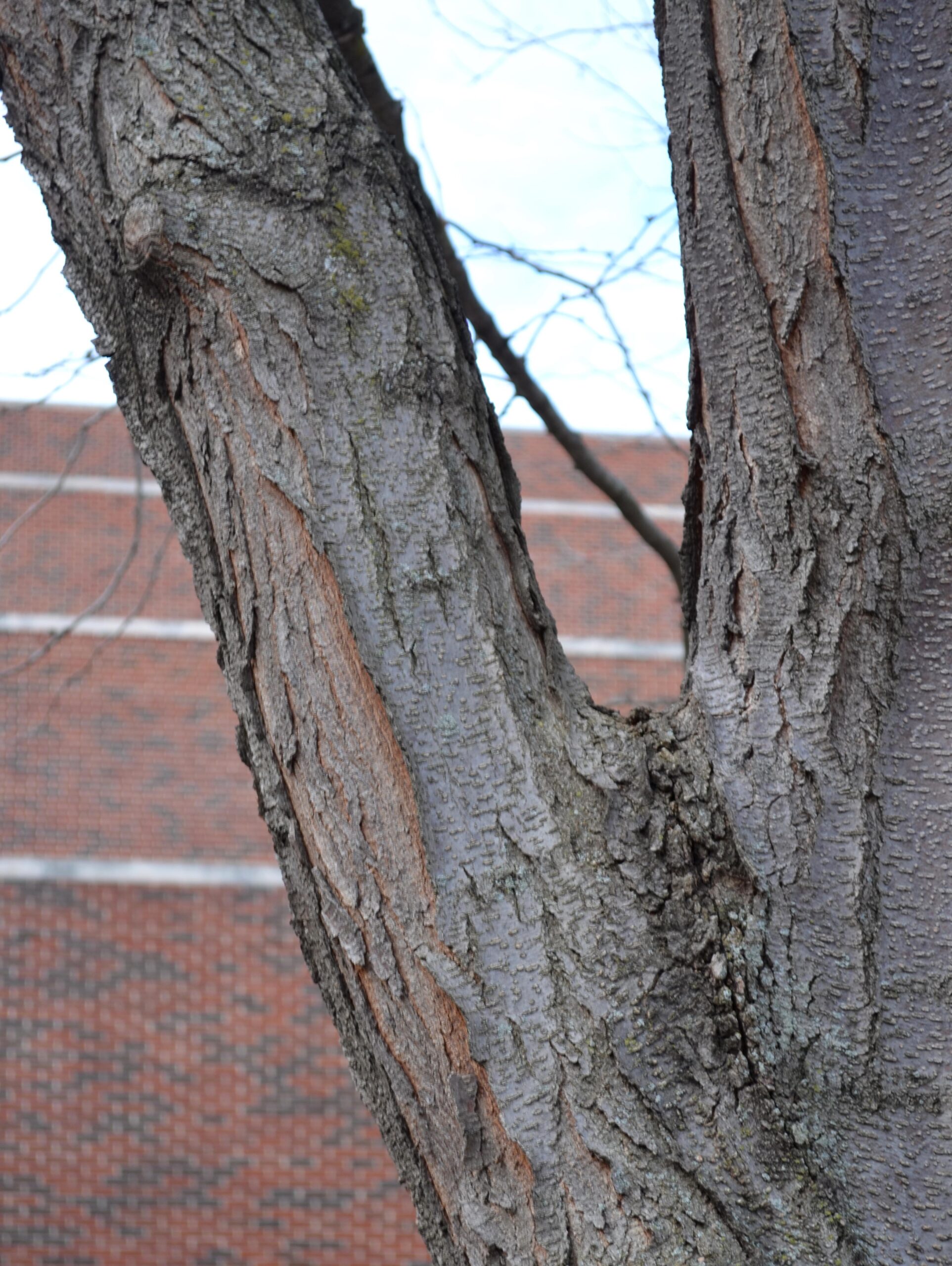 Gleditsia triacanthos f. inermis ‘Skycole’ [sold as Skyline®] – Purdue ...