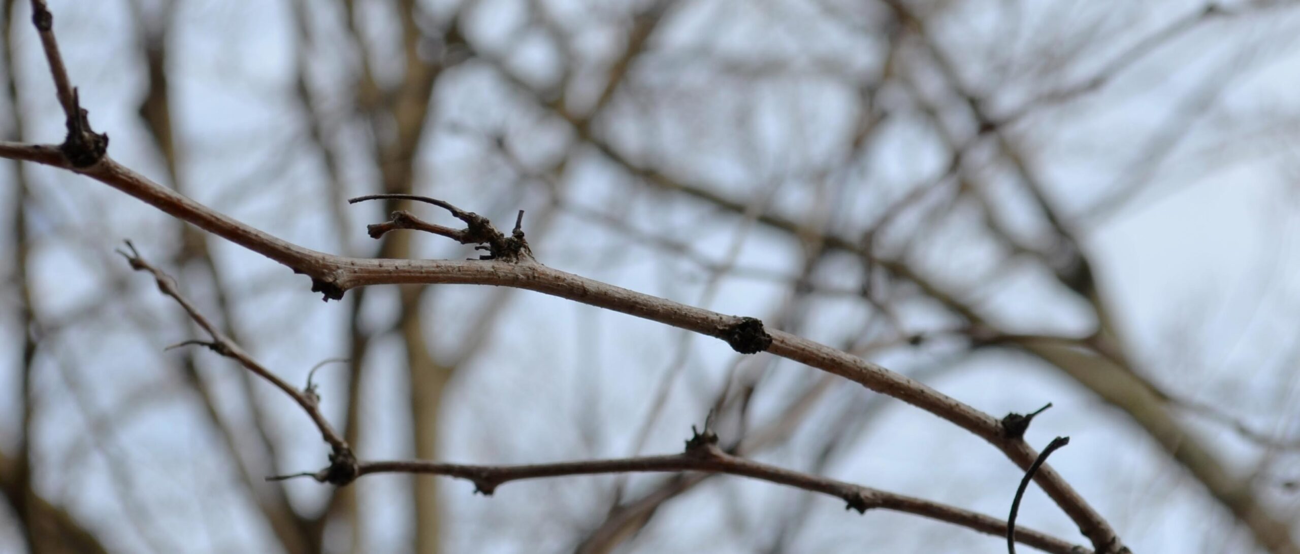 Gleditsia triacanthos f. inermis ‘Skycole’ [sold as Skyline®] – Purdue ...