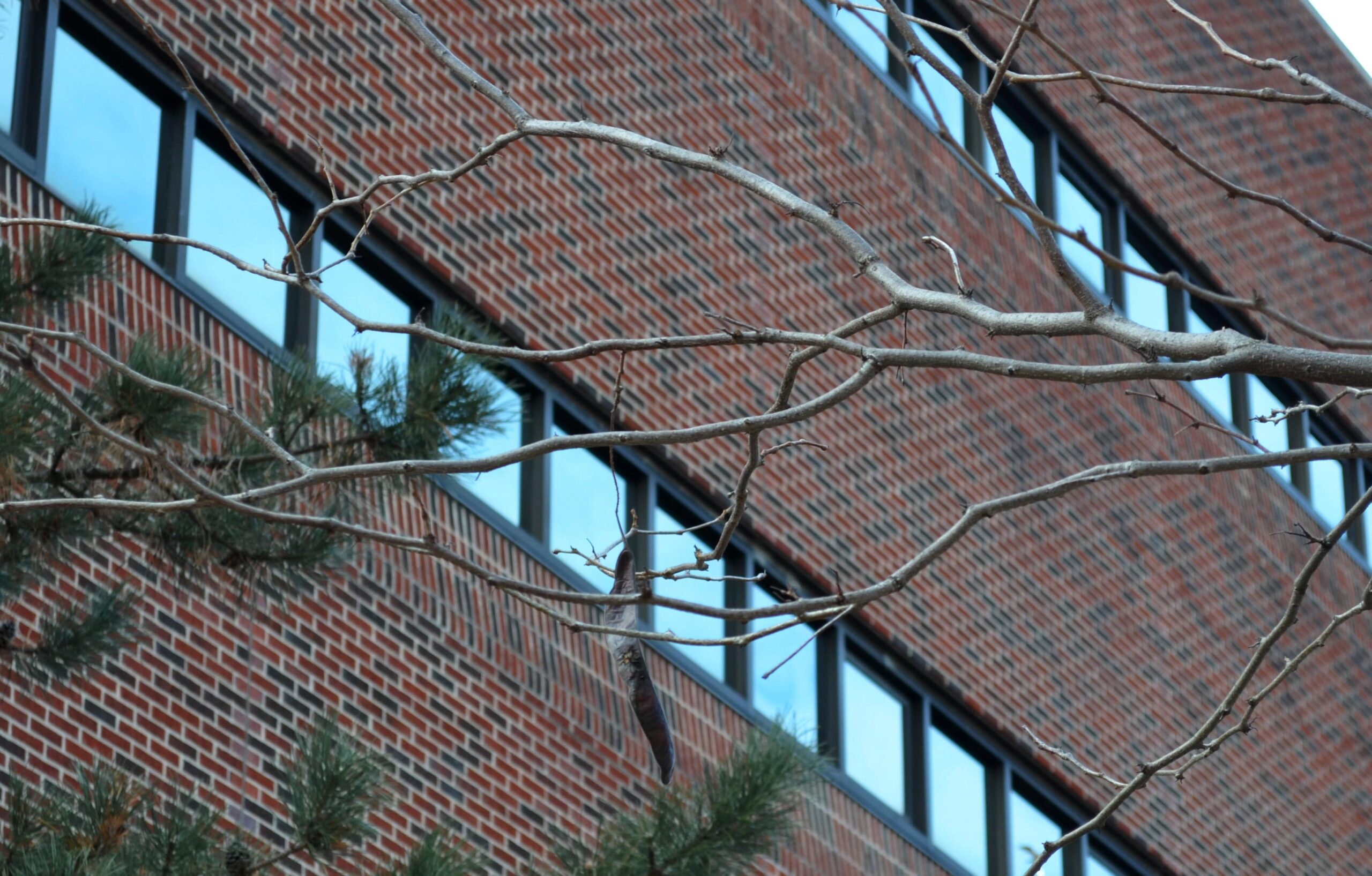 Gleditsia triacanthos f. inermis ‘Skycole’ [sold as Skyline®] – Purdue ...