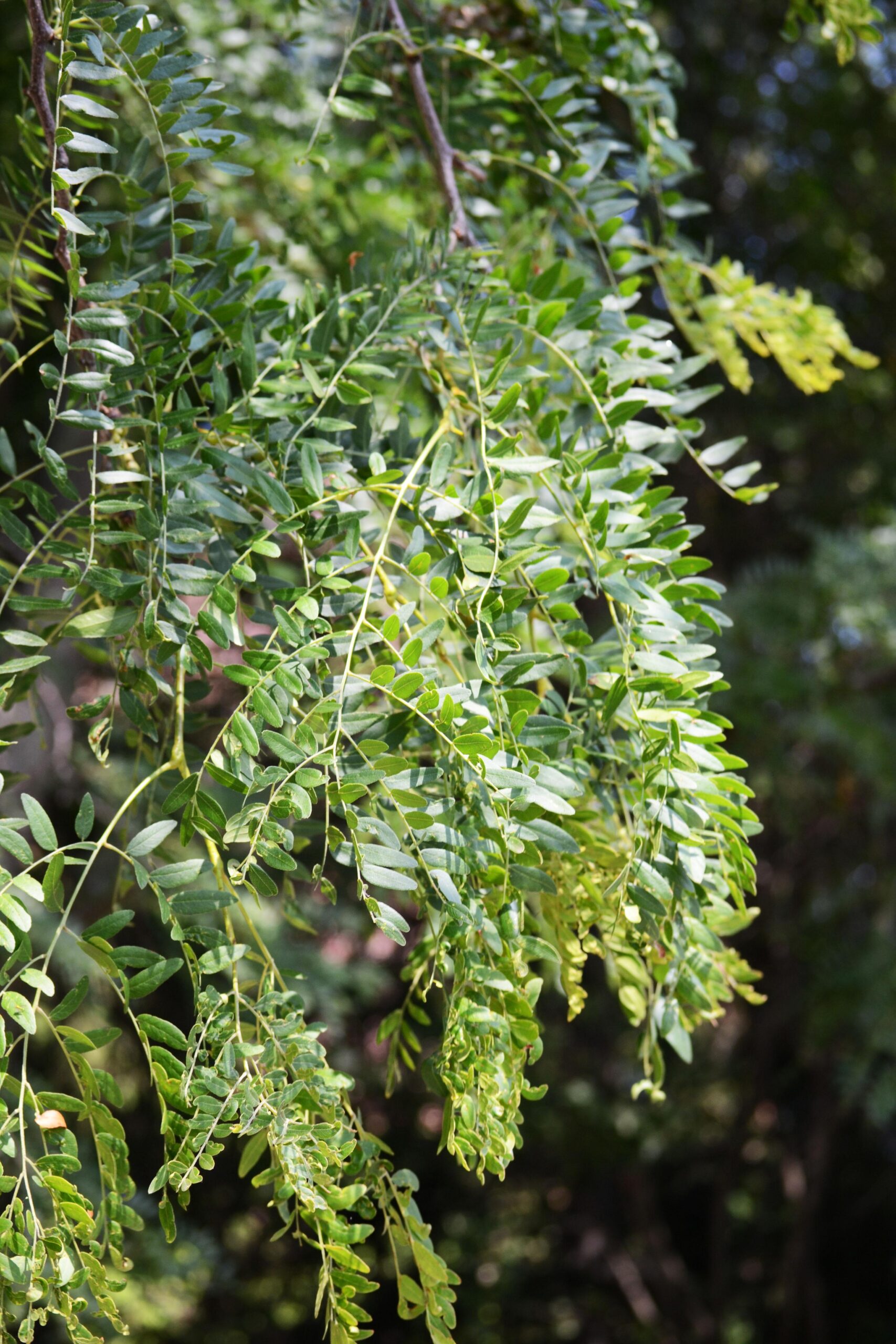 Gleditsia triacanthos f. inermis ‘Skycole’ [sold as Skyline®] – Purdue ...
