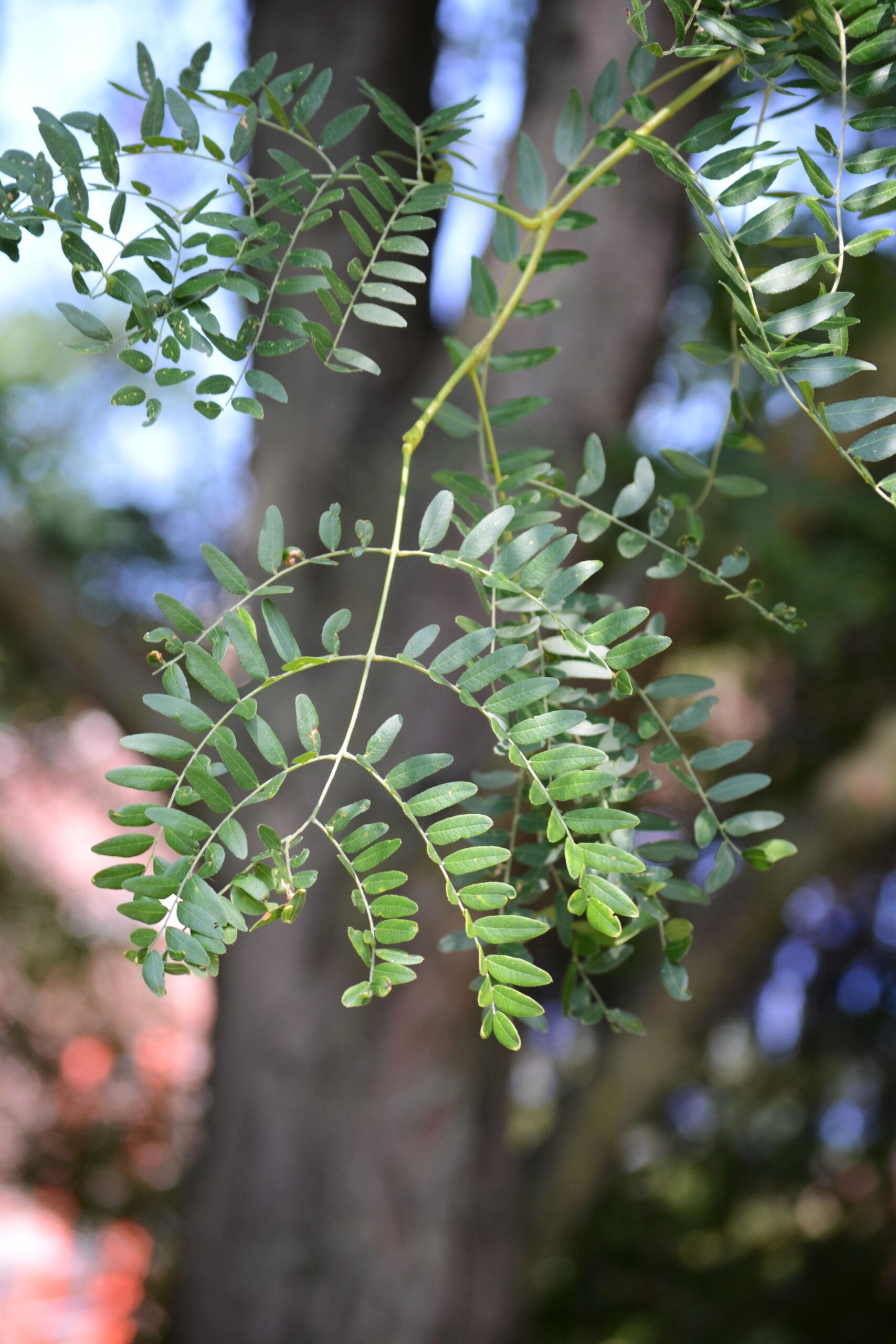 Gleditsia triacanthos f. inermis ‘Skycole’ [sold as Skyline®] – Purdue ...
