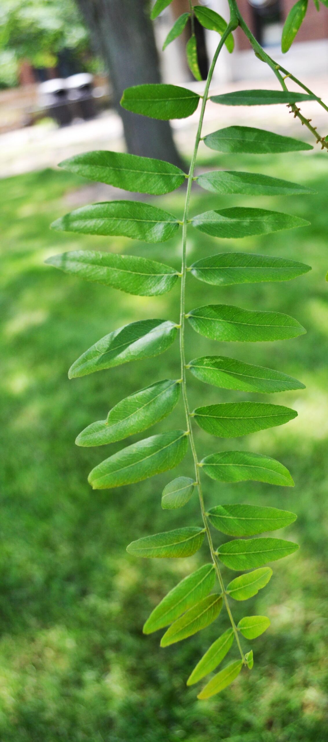 Gleditsia triacanthos f. inermis – Purdue Arboretum Explorer