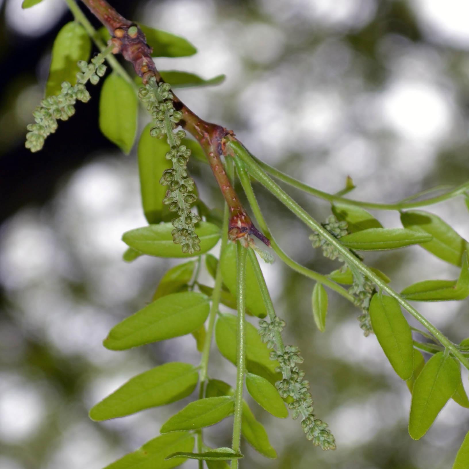 Gleditsia triacanthos f. inermis – Purdue Arboretum Explorer