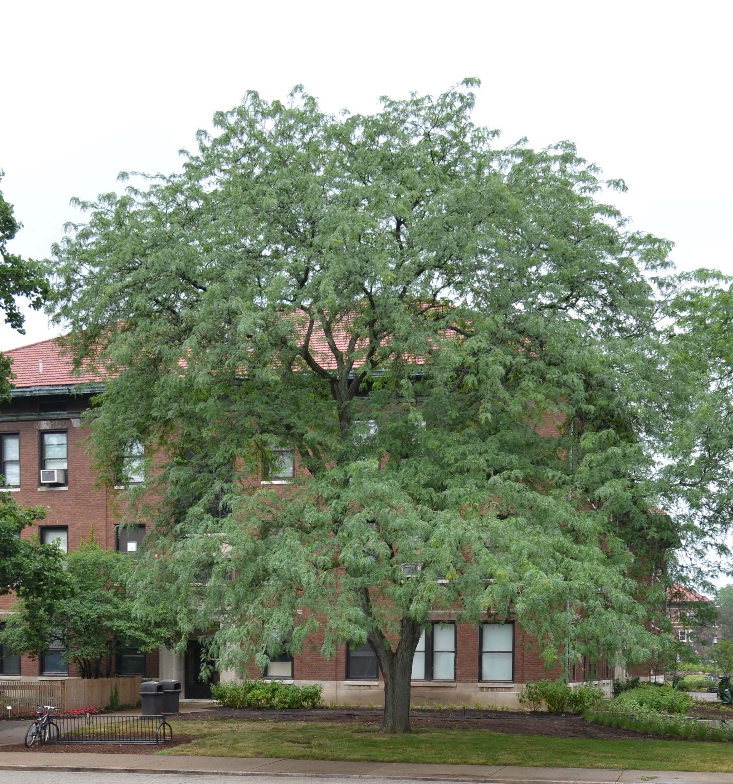 Gleditsia triacanthos f. inermis – Purdue Arboretum Explorer