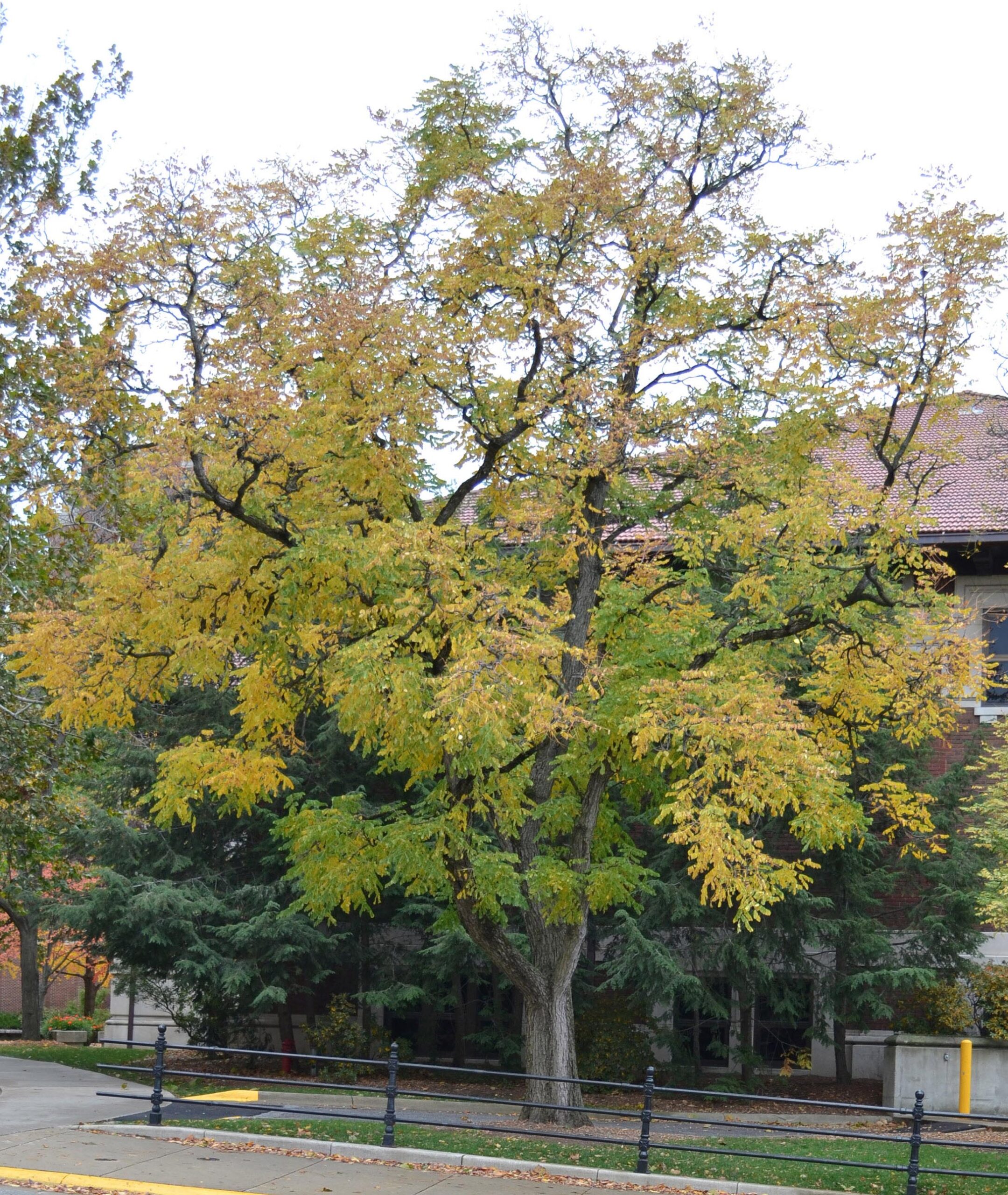 Gymnocladus dioicus – Purdue Arboretum Explorer