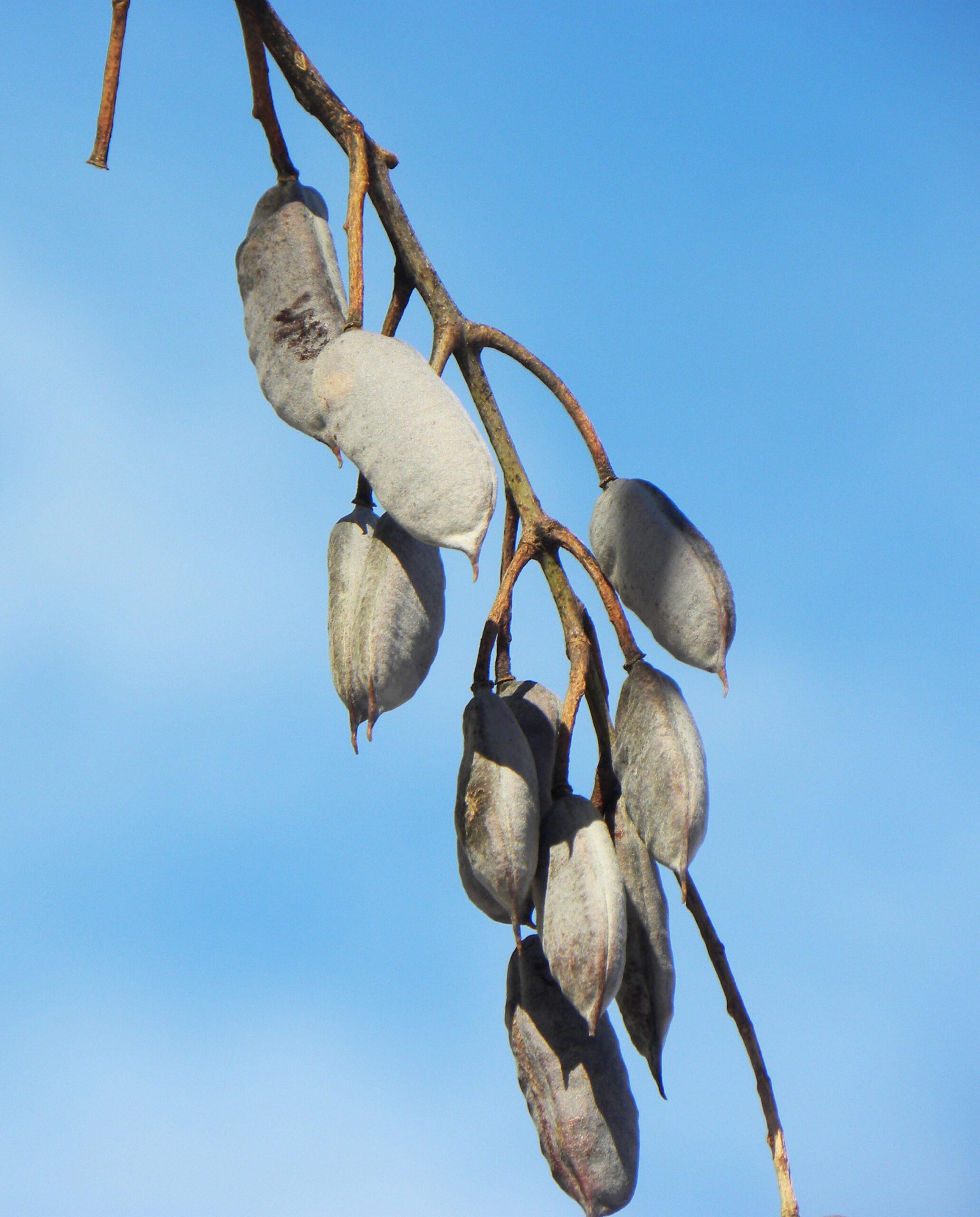 Gymnocladus dioicus – Purdue Arboretum Explorer