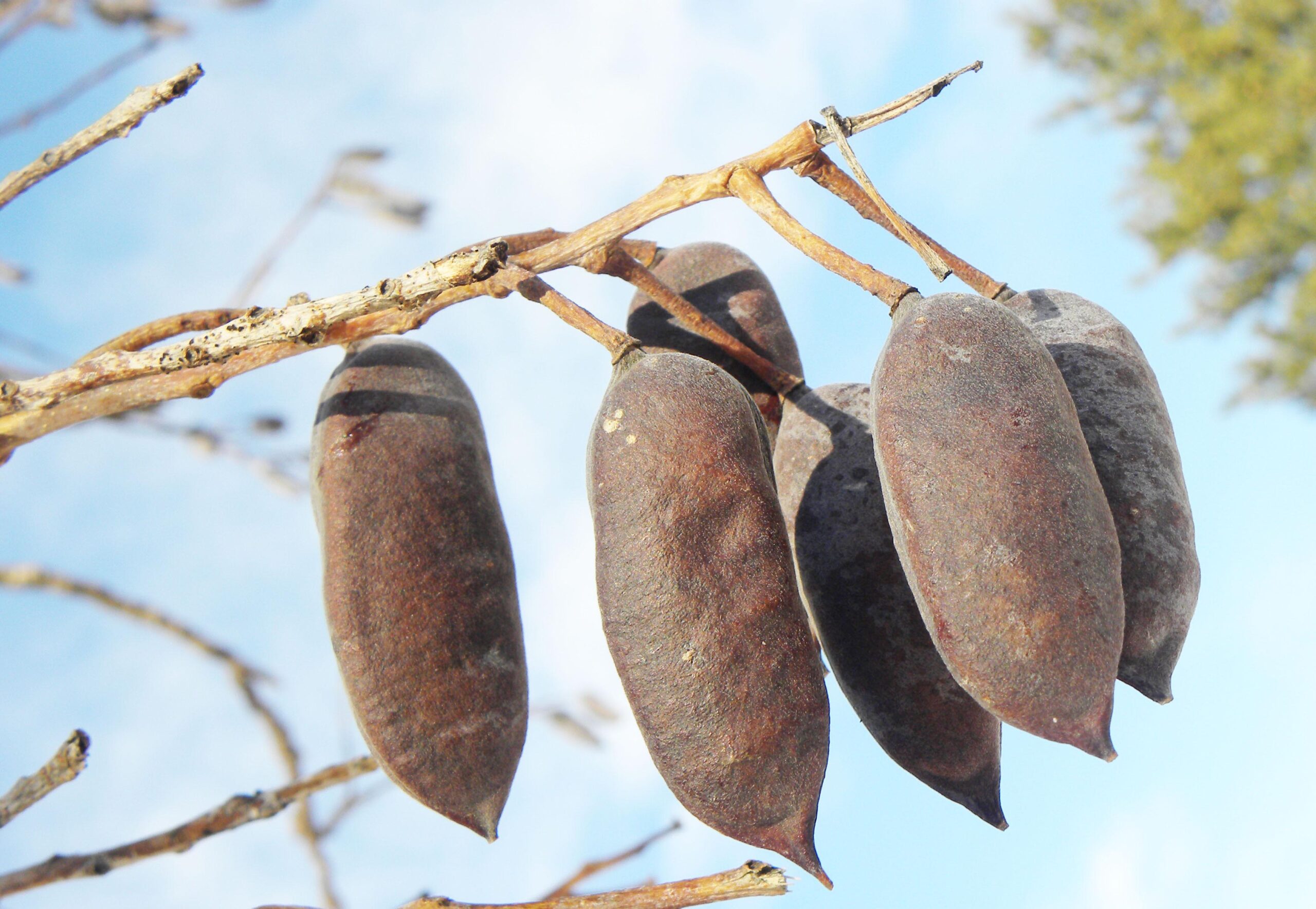 Gymnocladus dioicus – Purdue Arboretum Explorer