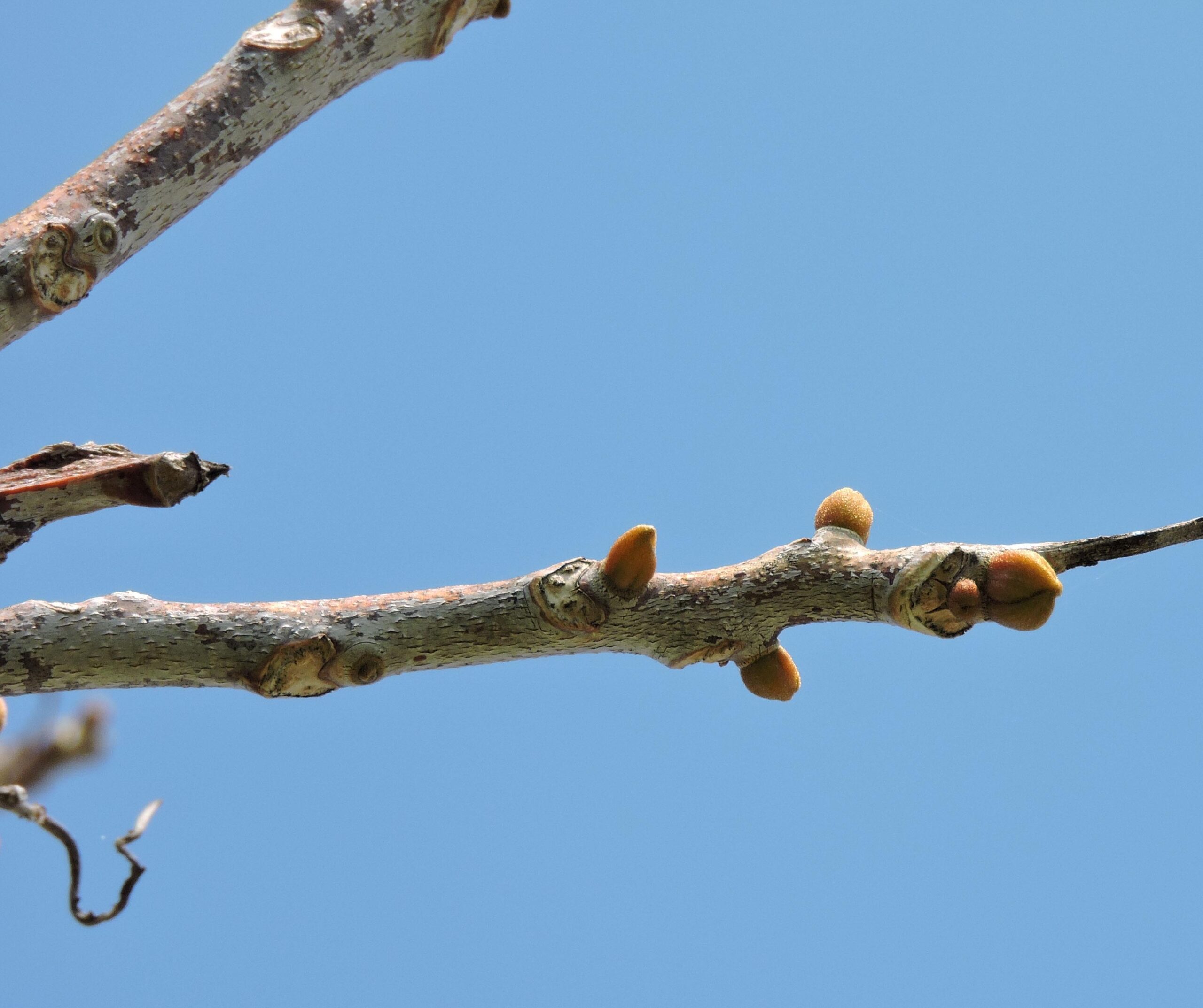 Gymnocladus dioicus – Purdue Arboretum Explorer