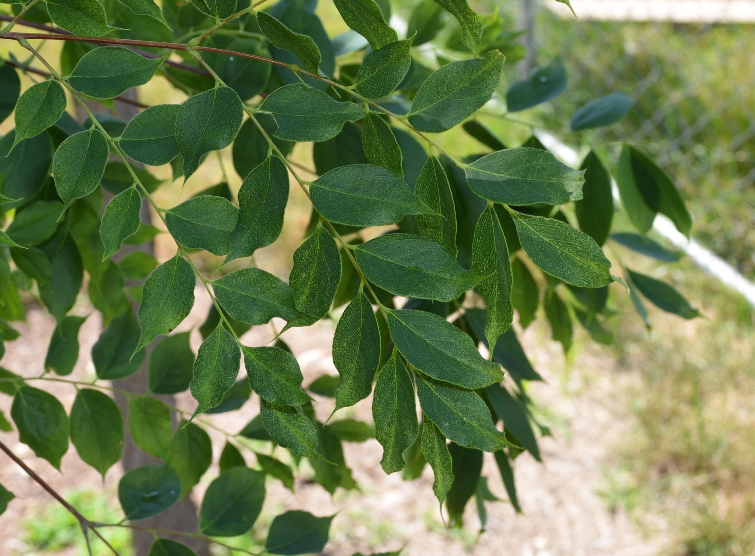 Gymnocladus dioicus – Purdue Arboretum Explorer