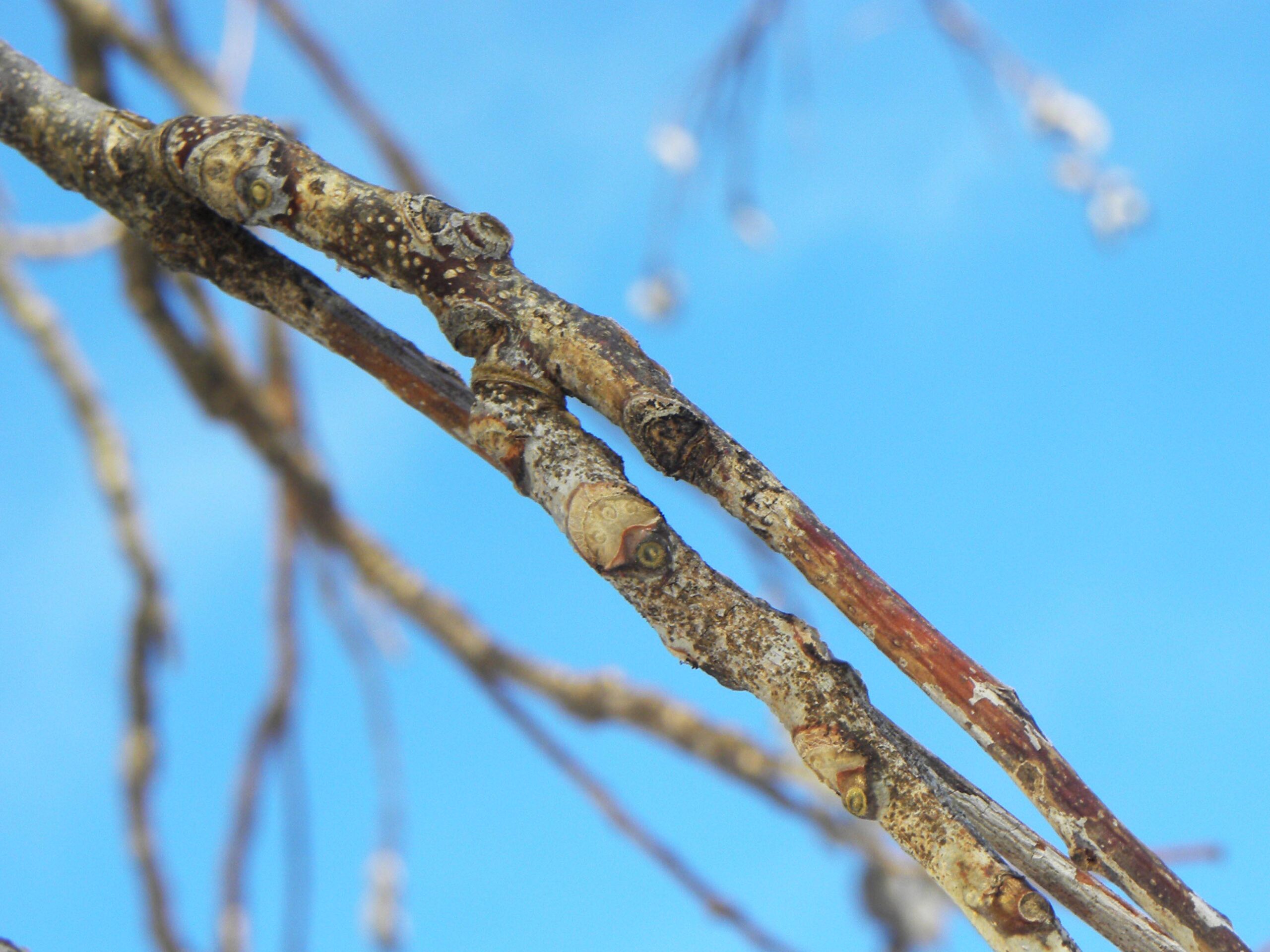 Gymnocladus dioicus – Purdue Arboretum Explorer