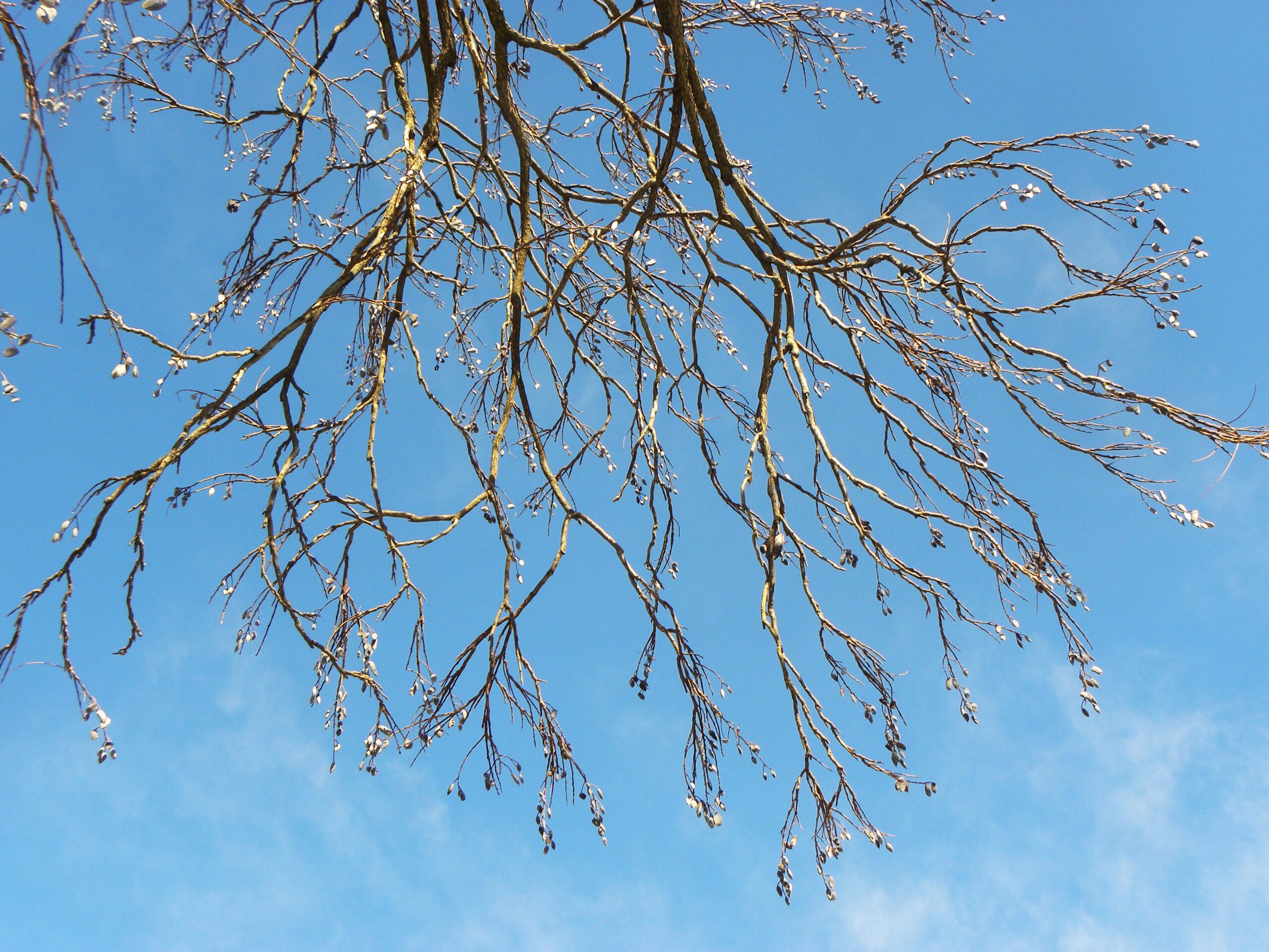 Gymnocladus dioicus – Purdue Arboretum Explorer